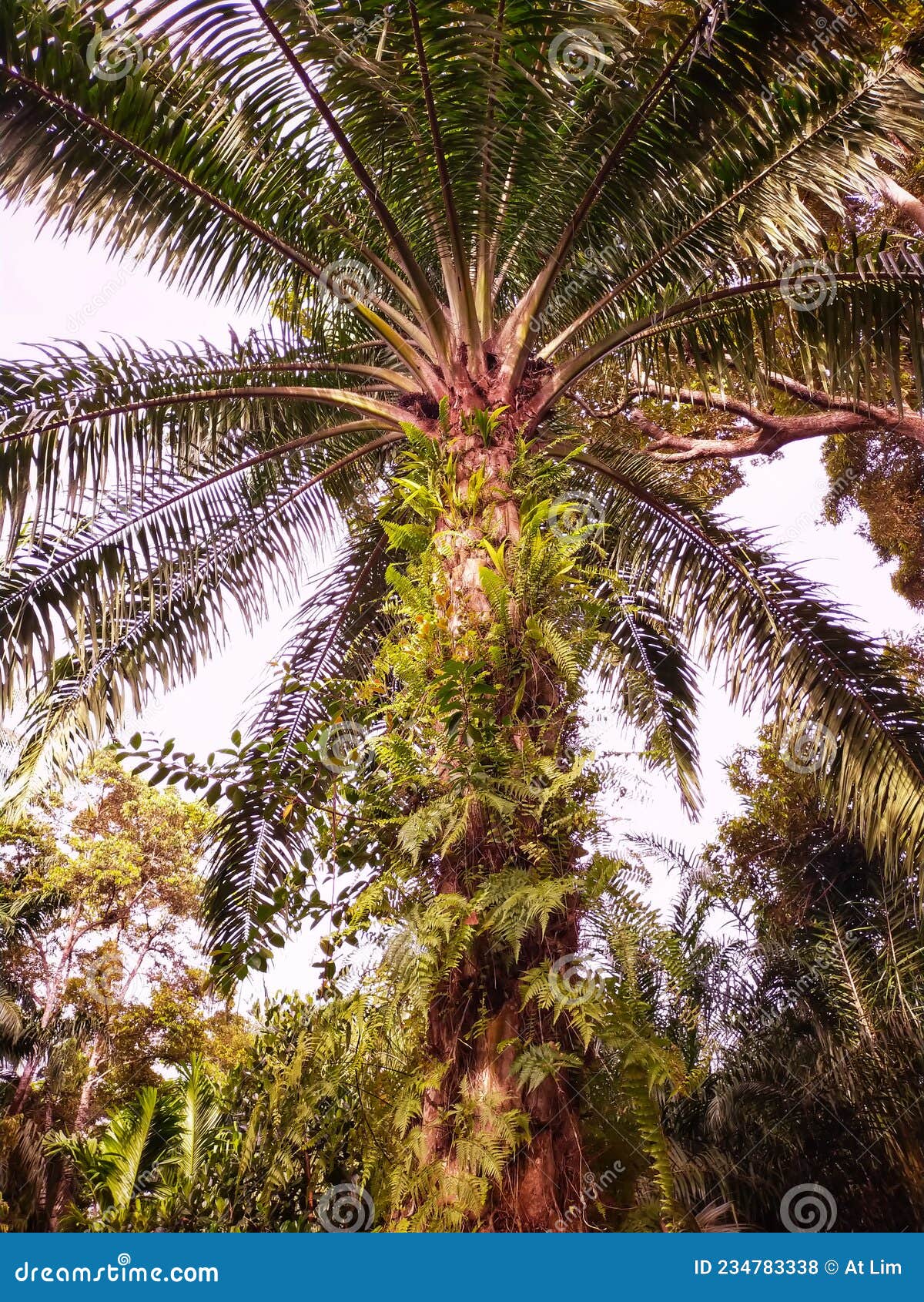 A Palm Tree that Grows Tall and Firm on the Ground Stock Photo - Image ...