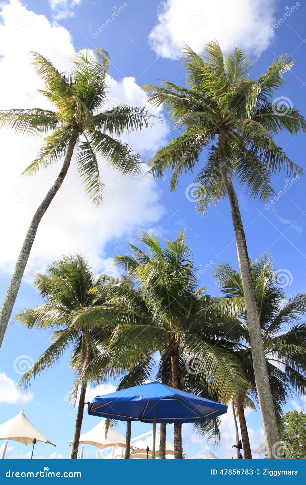 Palm tree in Guam stock image. Image of oceania, tree - 47856783