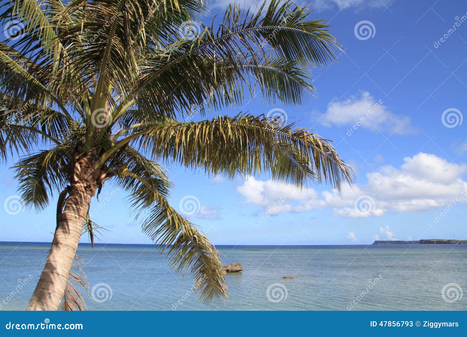 Palm tree in Guam stock image. Image of micronesia, scenery - 47856793