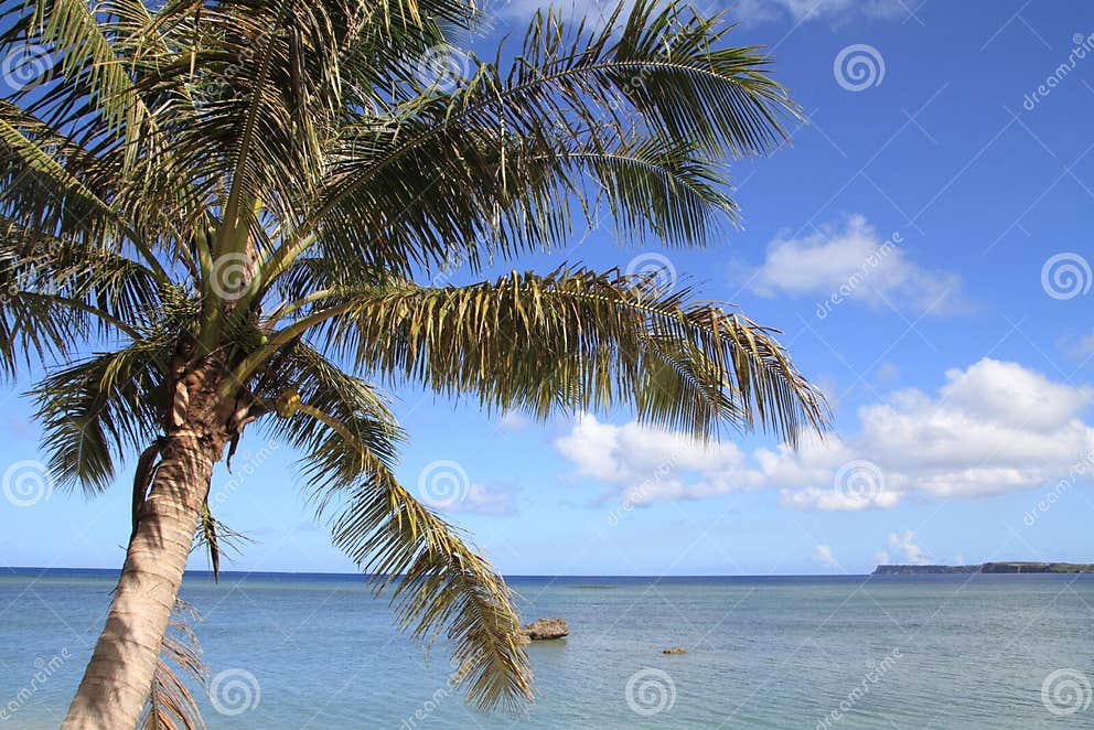 Palm tree in Guam stock image. Image of micronesia, scenery - 47856793