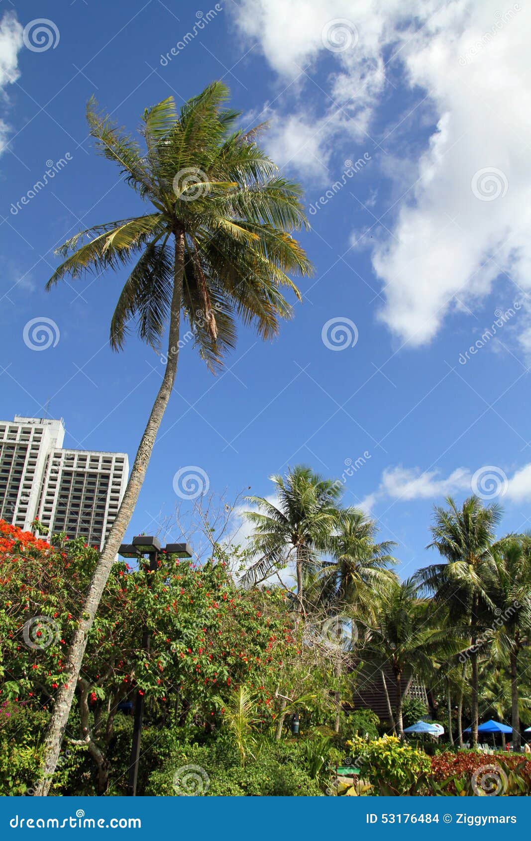 Palm tree in Guam stock photo. Image of palm, oceania - 53176484