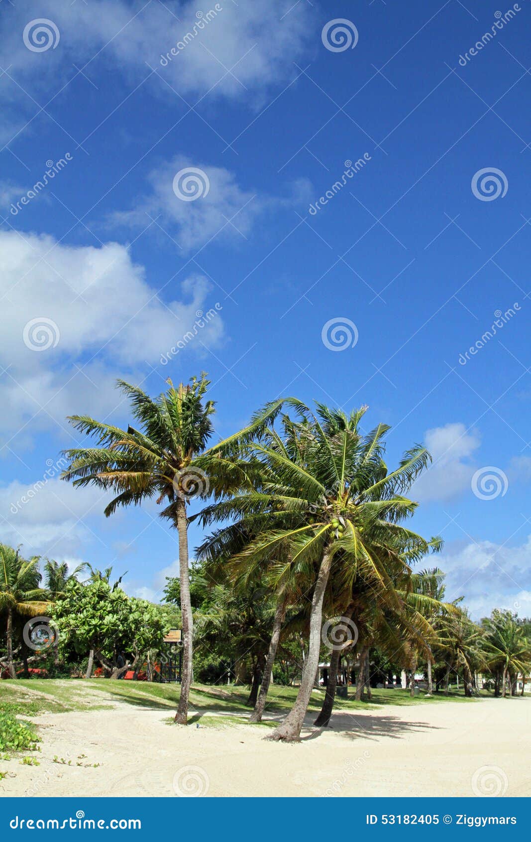 Palm tree in Guam stock image. Image of coconut, nature - 53182405