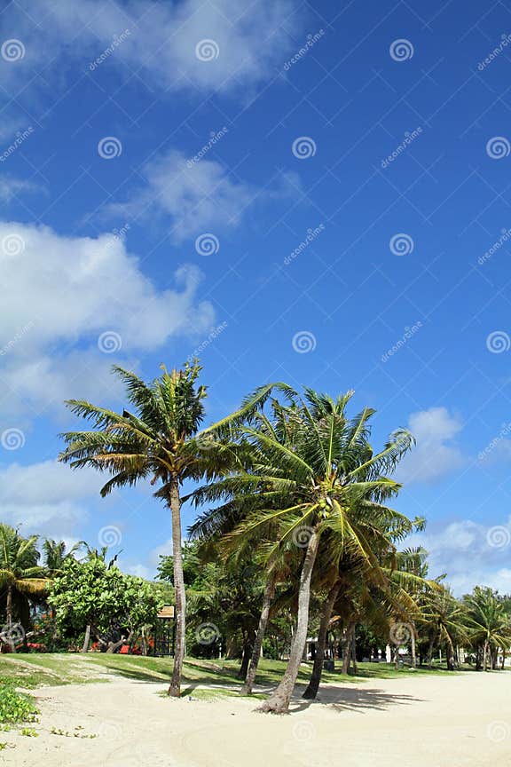 Palm tree in Guam stock image. Image of coconut, nature - 53182405