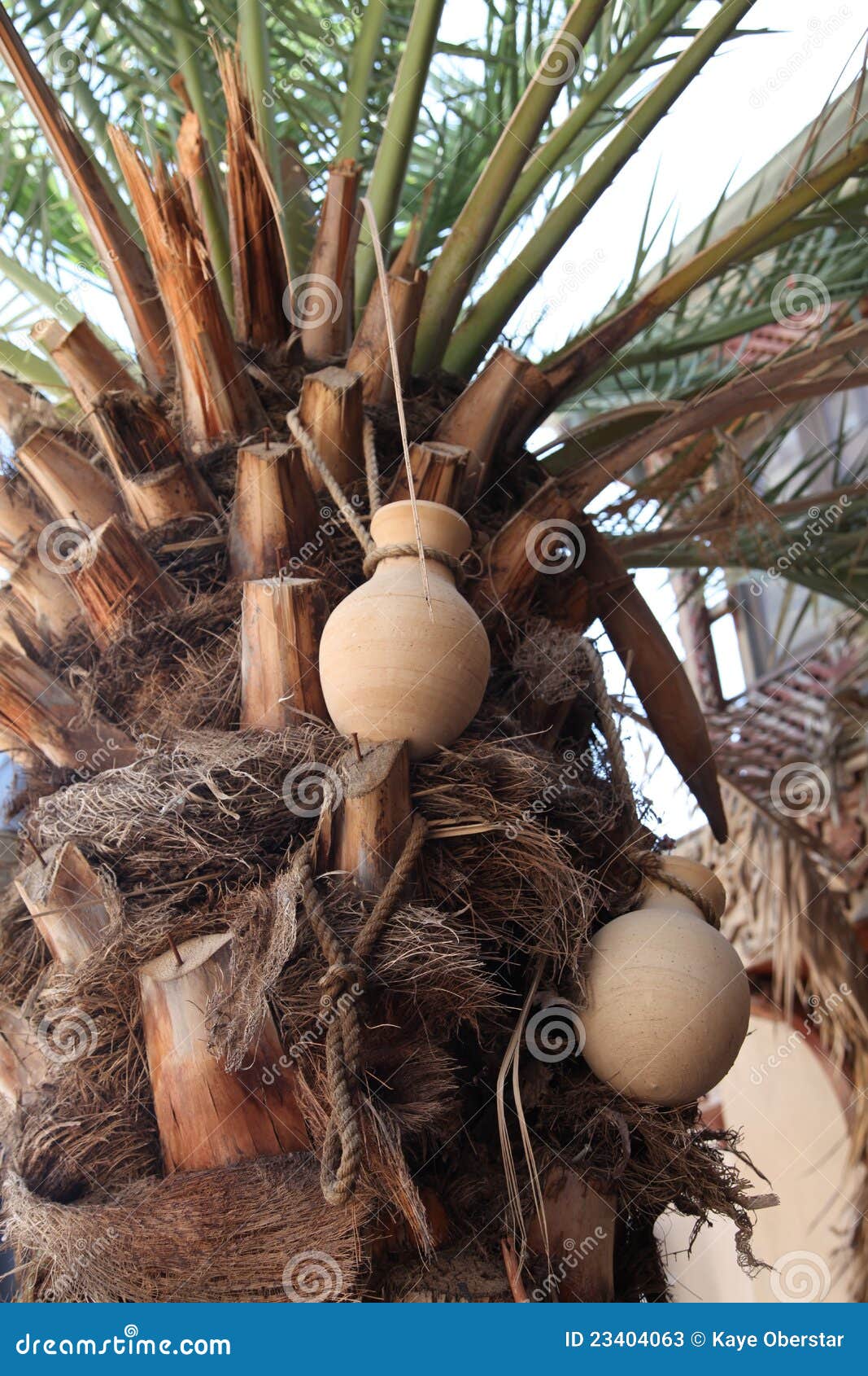 Palm Tree with Handcrafted Jars from Nizwa Oman Stock Image - Image of ...