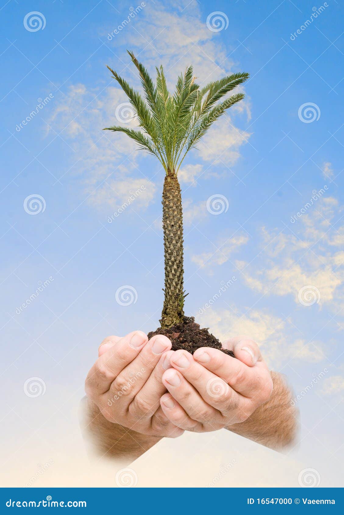 Palm tree in hands stock photo. Image of carbon, soil - 16547000