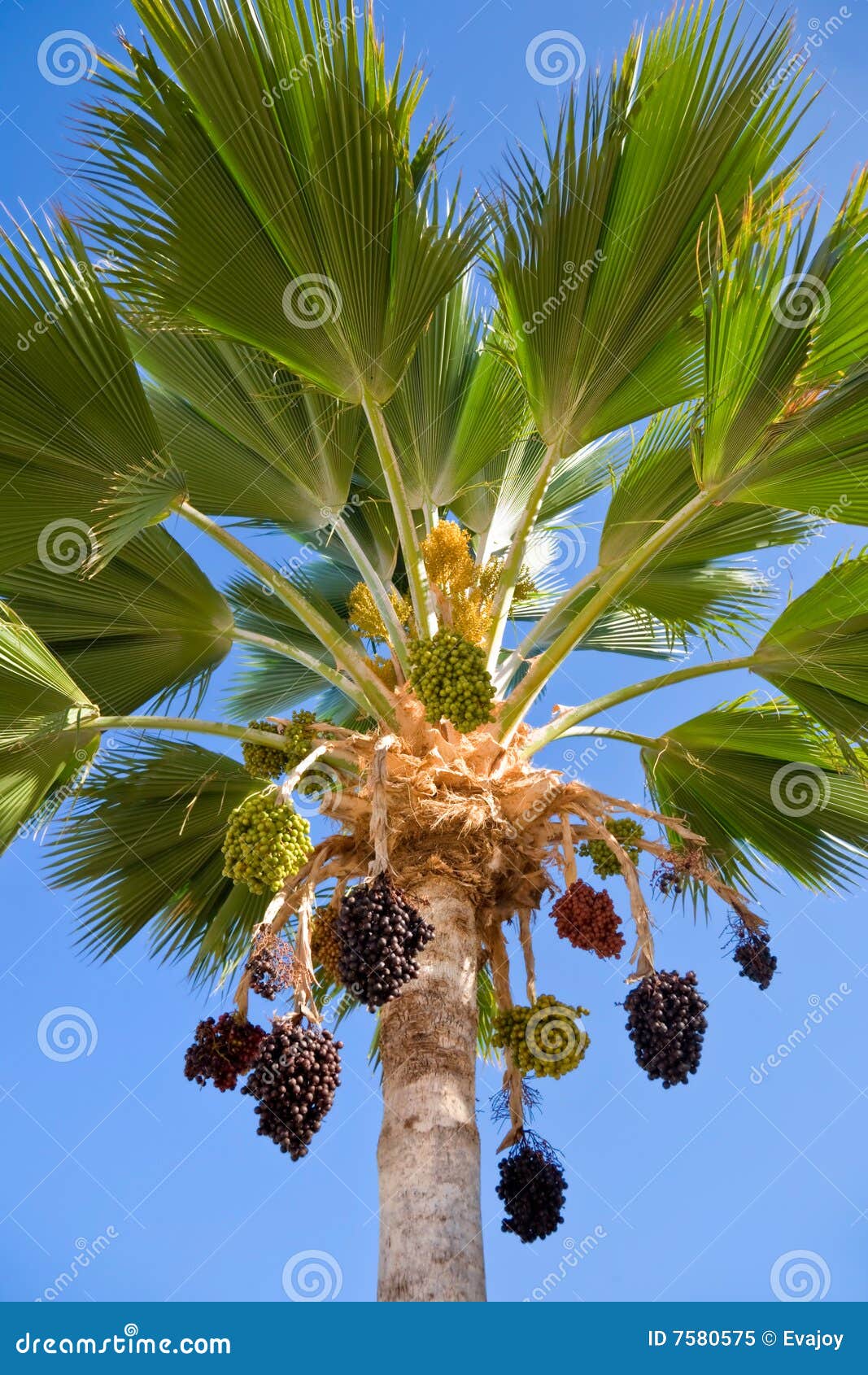 Palm Tree with Hanging Clusters Stock Image - Image of leaves, tree ...