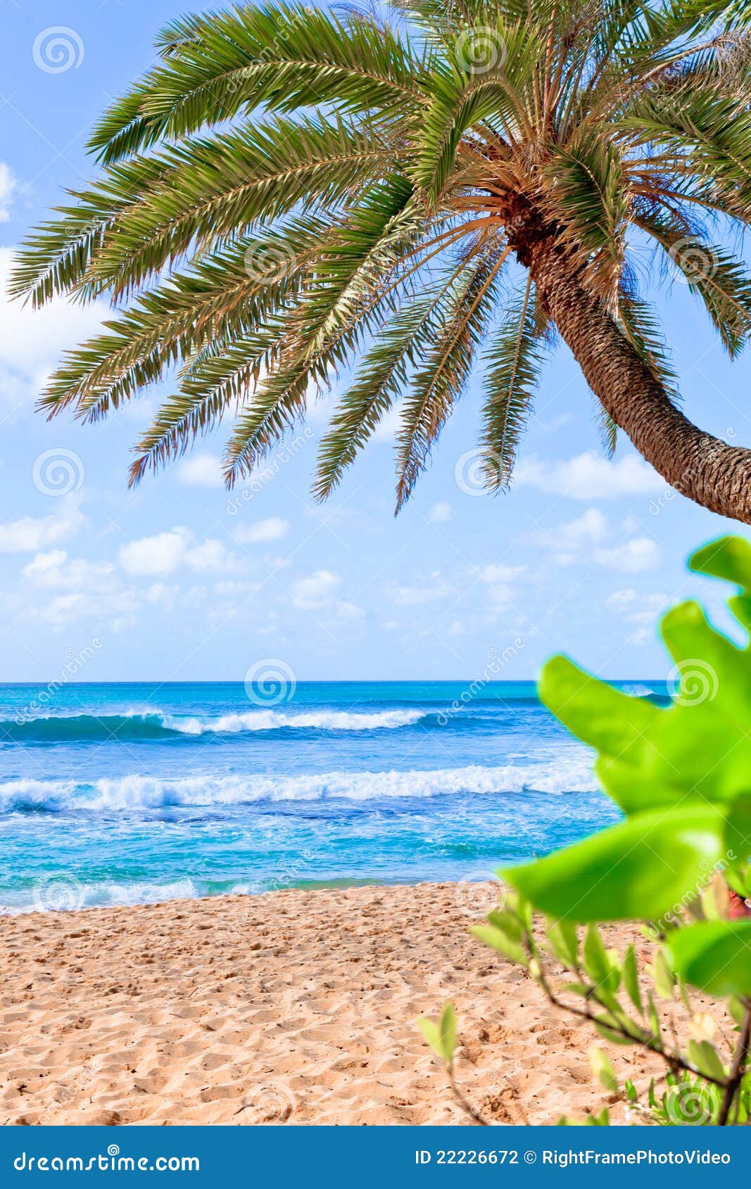 Palm Tree Hanging Over Beach. Stock Photo - Image of scenic, palm: 22226672