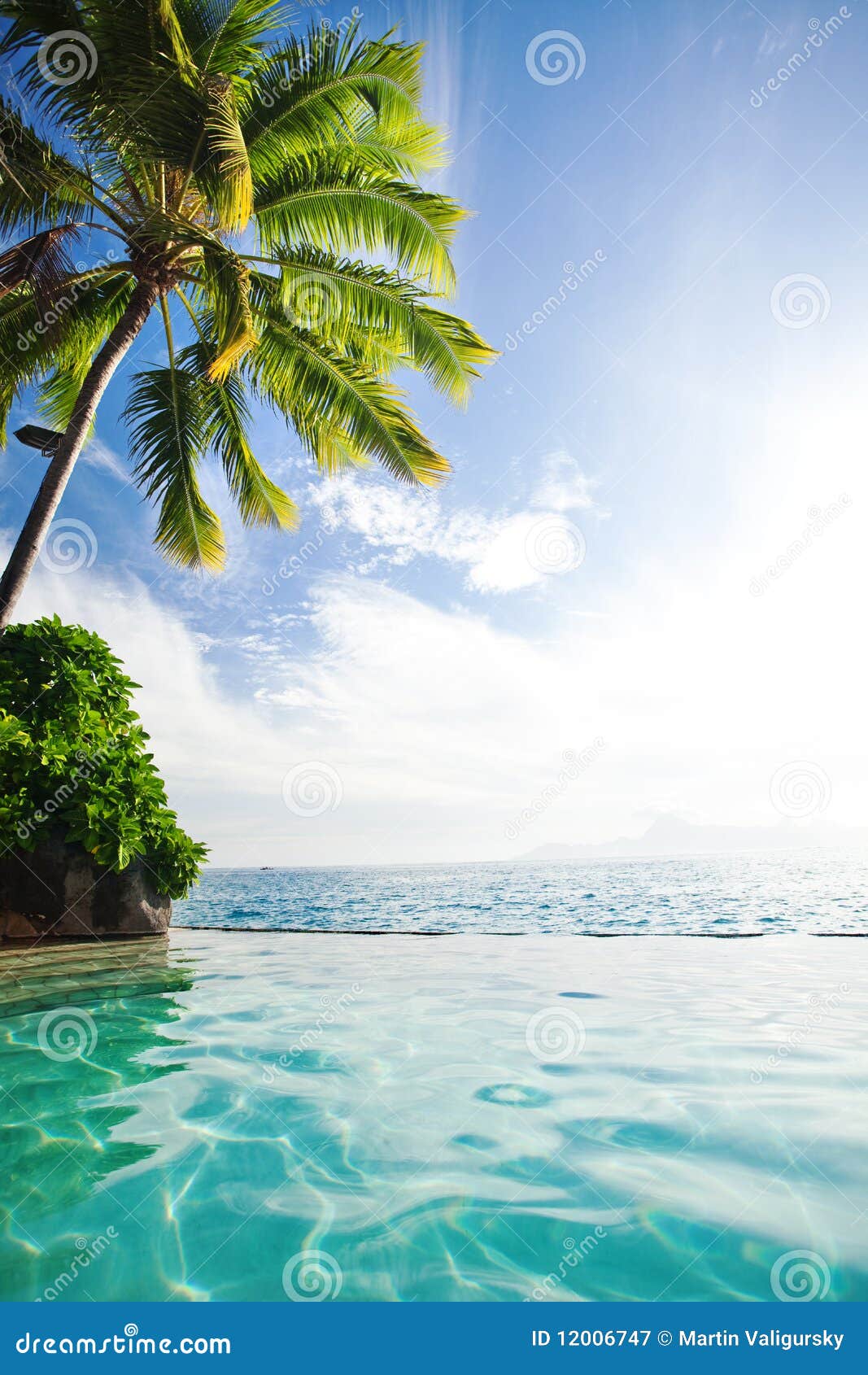 Palm Tree Hanging Over Infinity Pool Stock Image - Image of caribbean ...