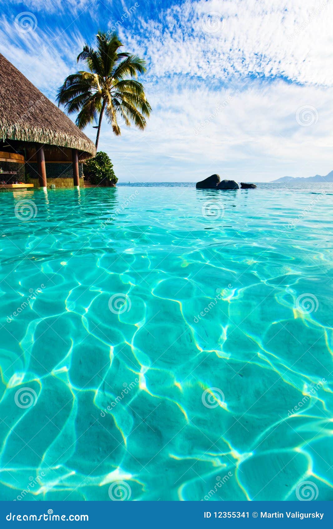 Palm Tree Hanging Over Infinity Pool Stock Image - Image of scenic ...
