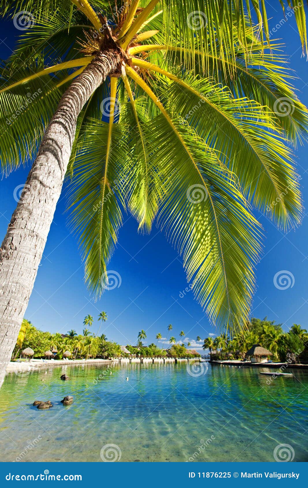 Palm Tree Hanging Over Stunning Lagoon Stock Image - Image of summer ...
