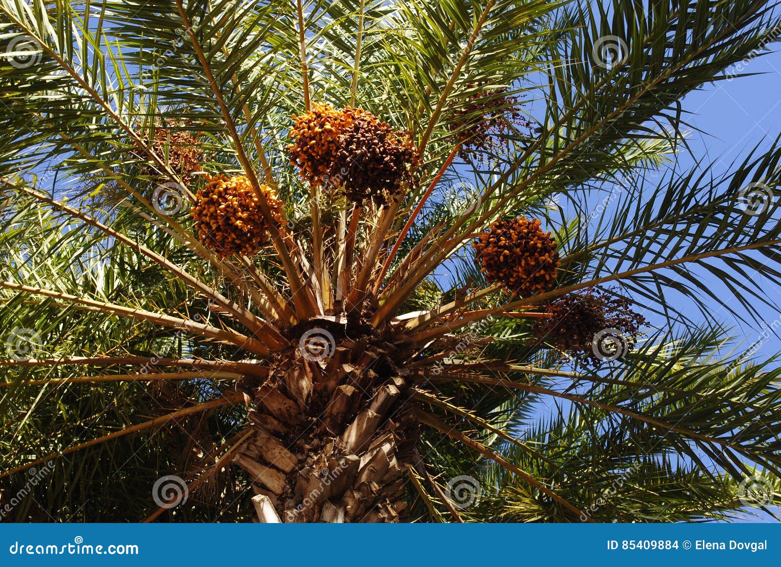 Bottom Palm Tree View with Flowers on the Blue Sky Stock Photo - Image ...