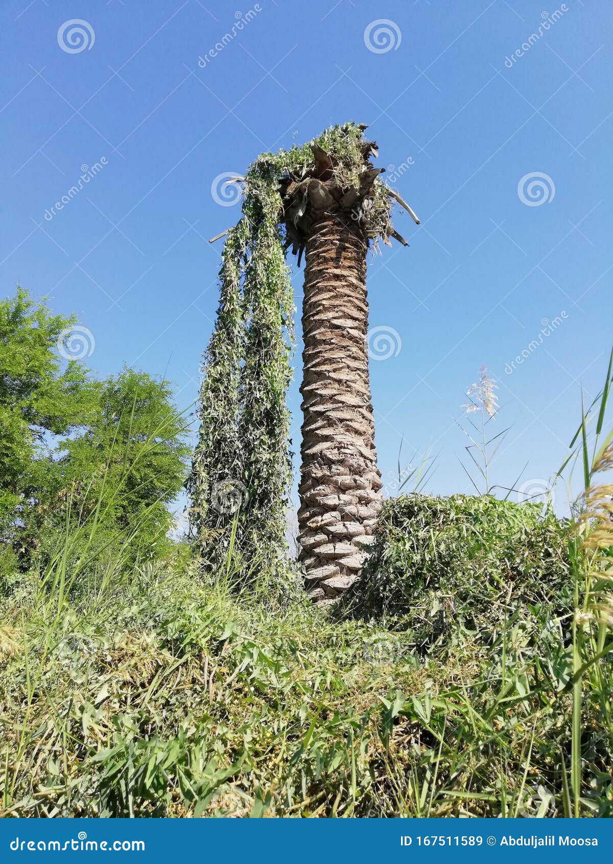 Palm tree without a head stock image. Image of tree - 167511589