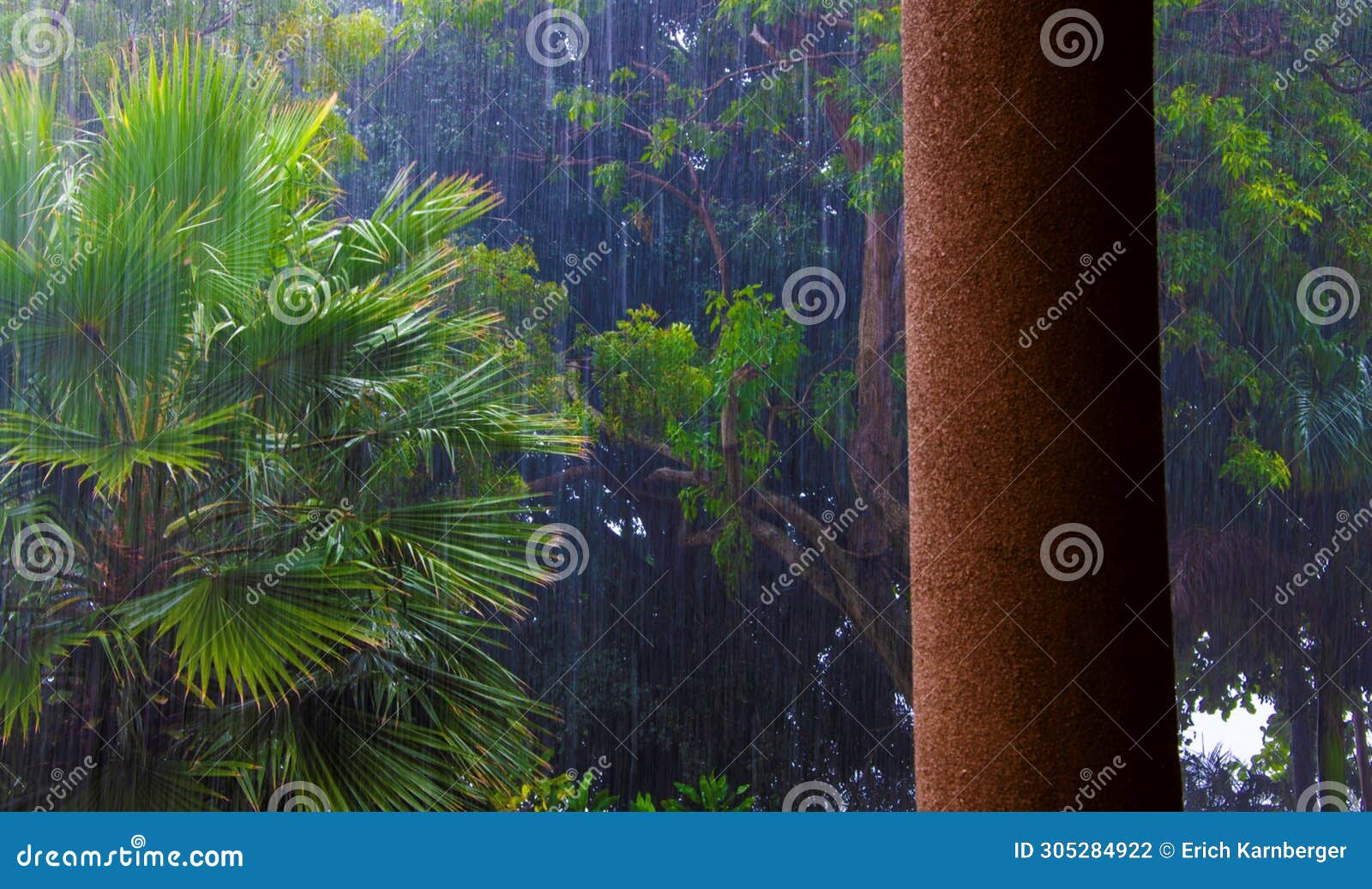 Tropical Rain and Palm Tree Stock Photo - Image of branch, beauty ...