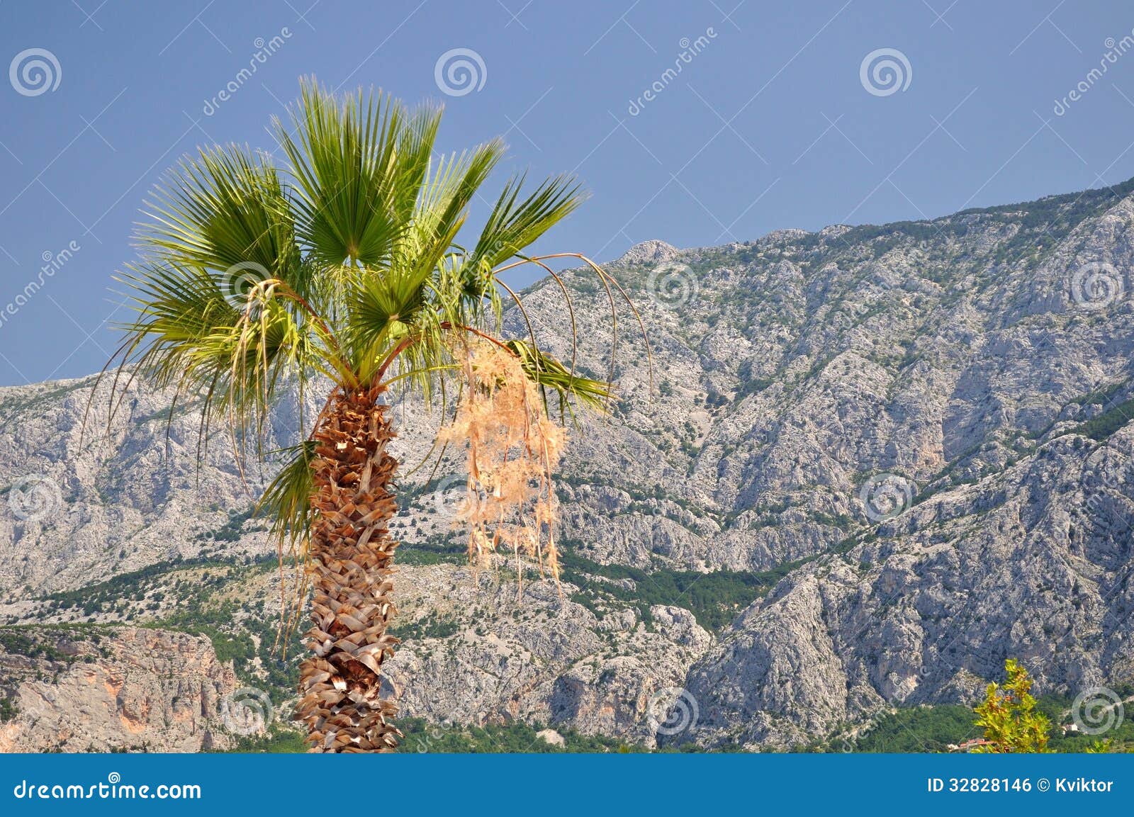 Palm Tree with High Croatian Mountain Biokovo Stock Photo - Image of ...