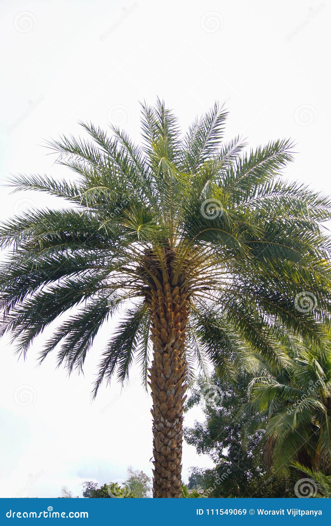 Palm tree stock image. Image of lush, daintree, forest - 111549069