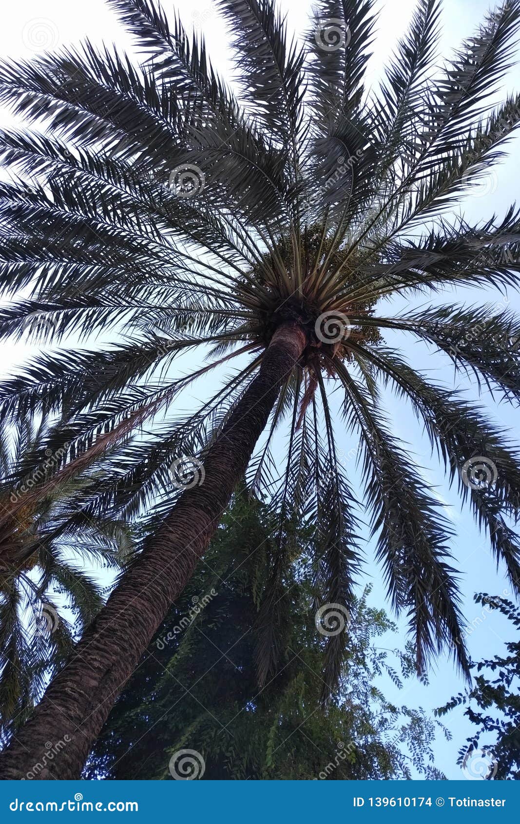 Palma stock photo. Image of high, palm, holliday, tree - 139610174
