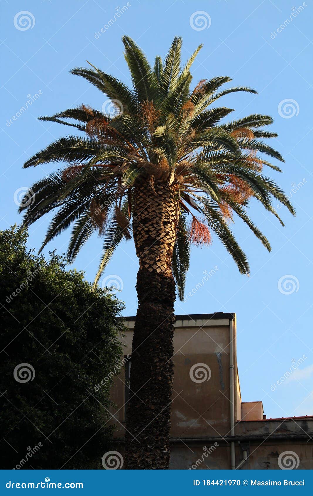 Palm Tree in the Historic Center of Palermo in Italy Stock Photo ...