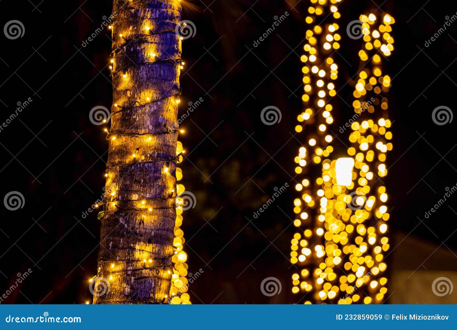 Palm Tree with Holiday Wrapped Light Rope Stock Image - Image of ...