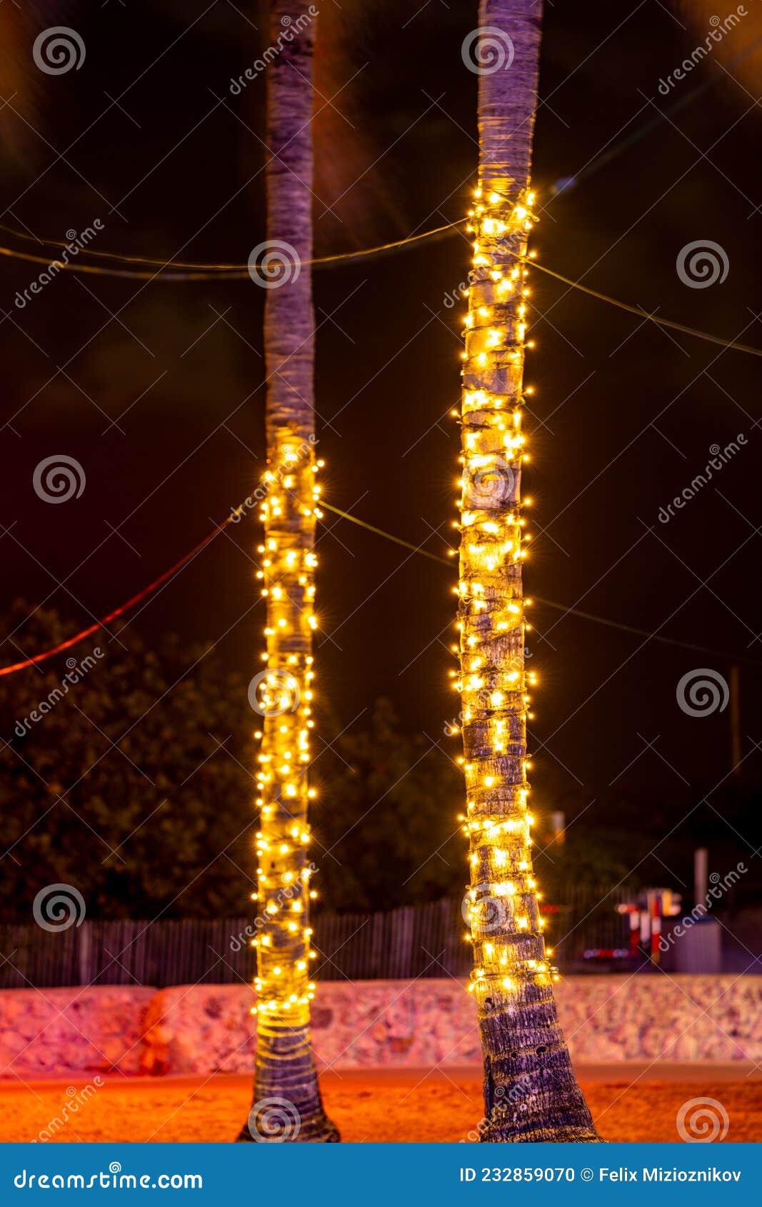 Palm Tree with Holiday Wrapped Light Rope Stock Photo - Image of lights ...