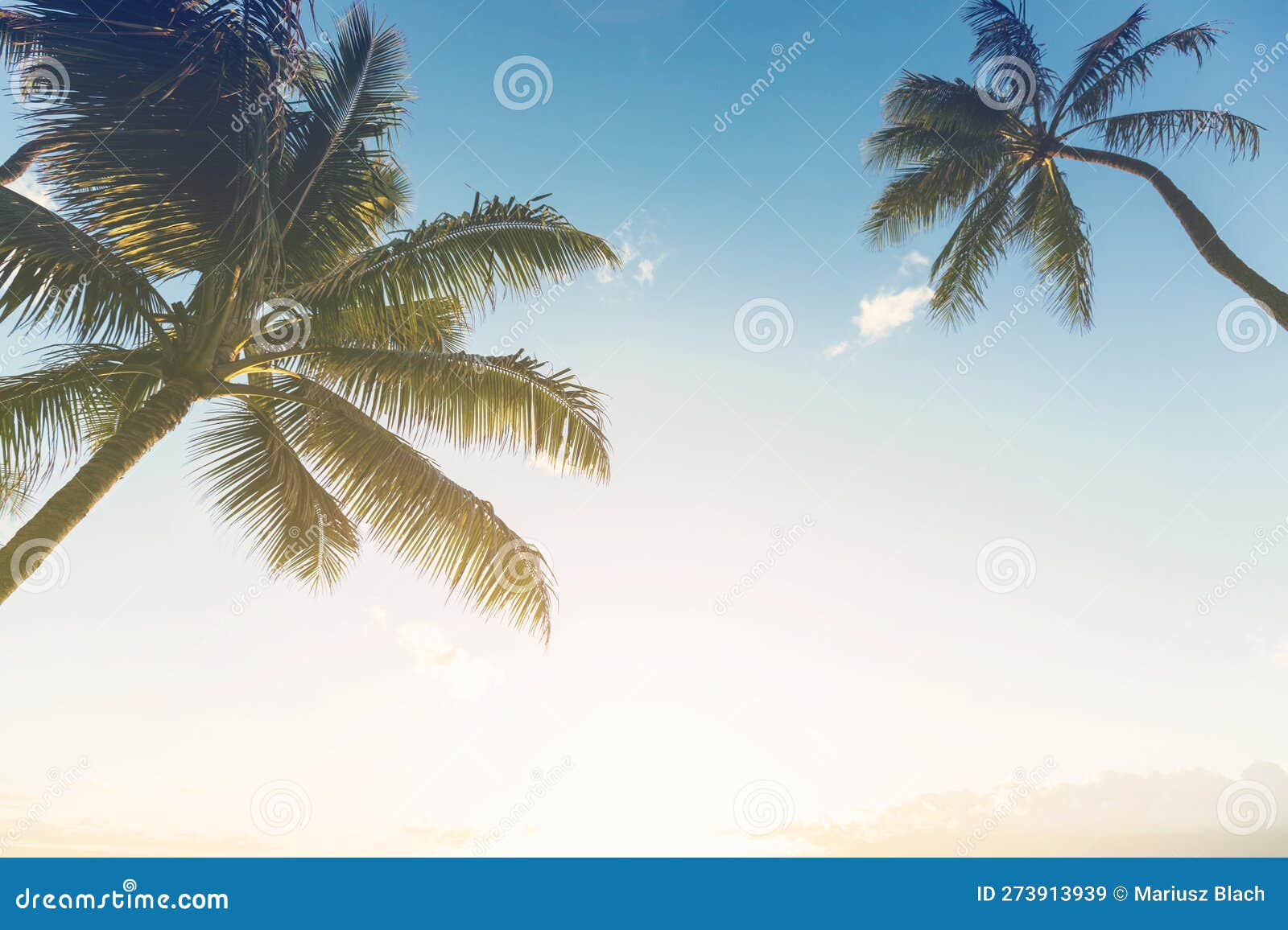 Palm Tree on Hot Tropical Sky Background Stock Image - Image of ...
