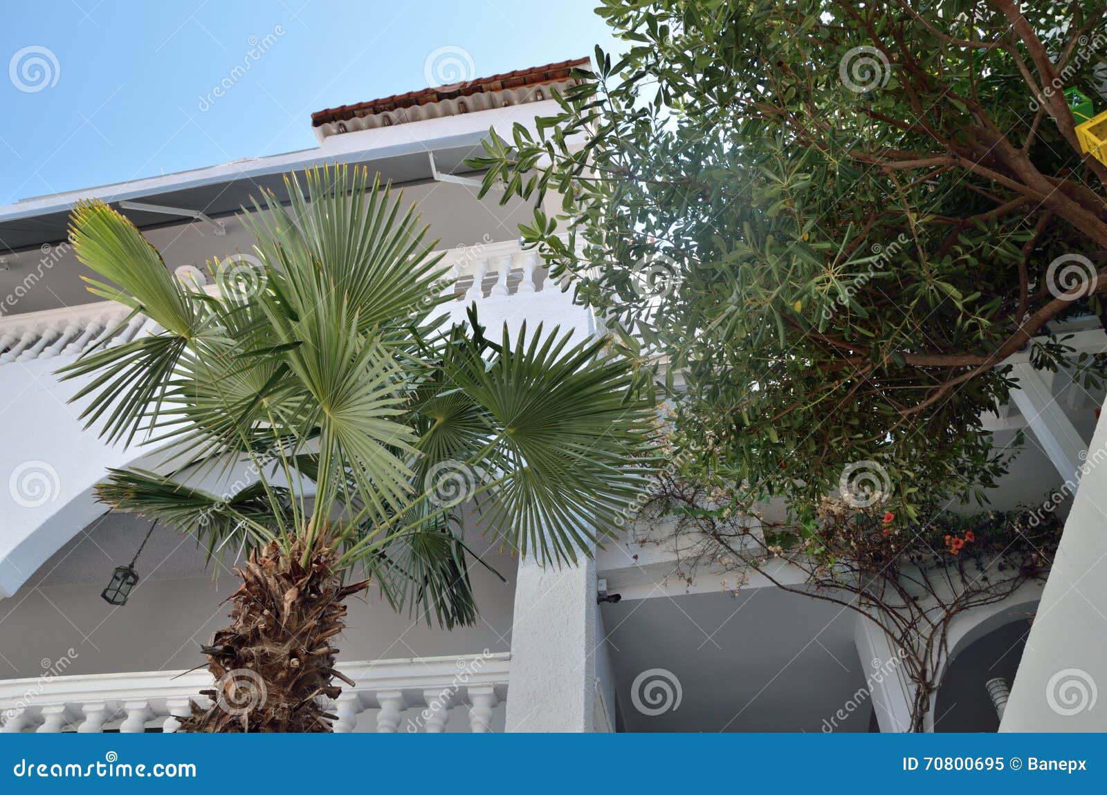 Palm Tree and House stock image. Image of tree, residence - 70800695