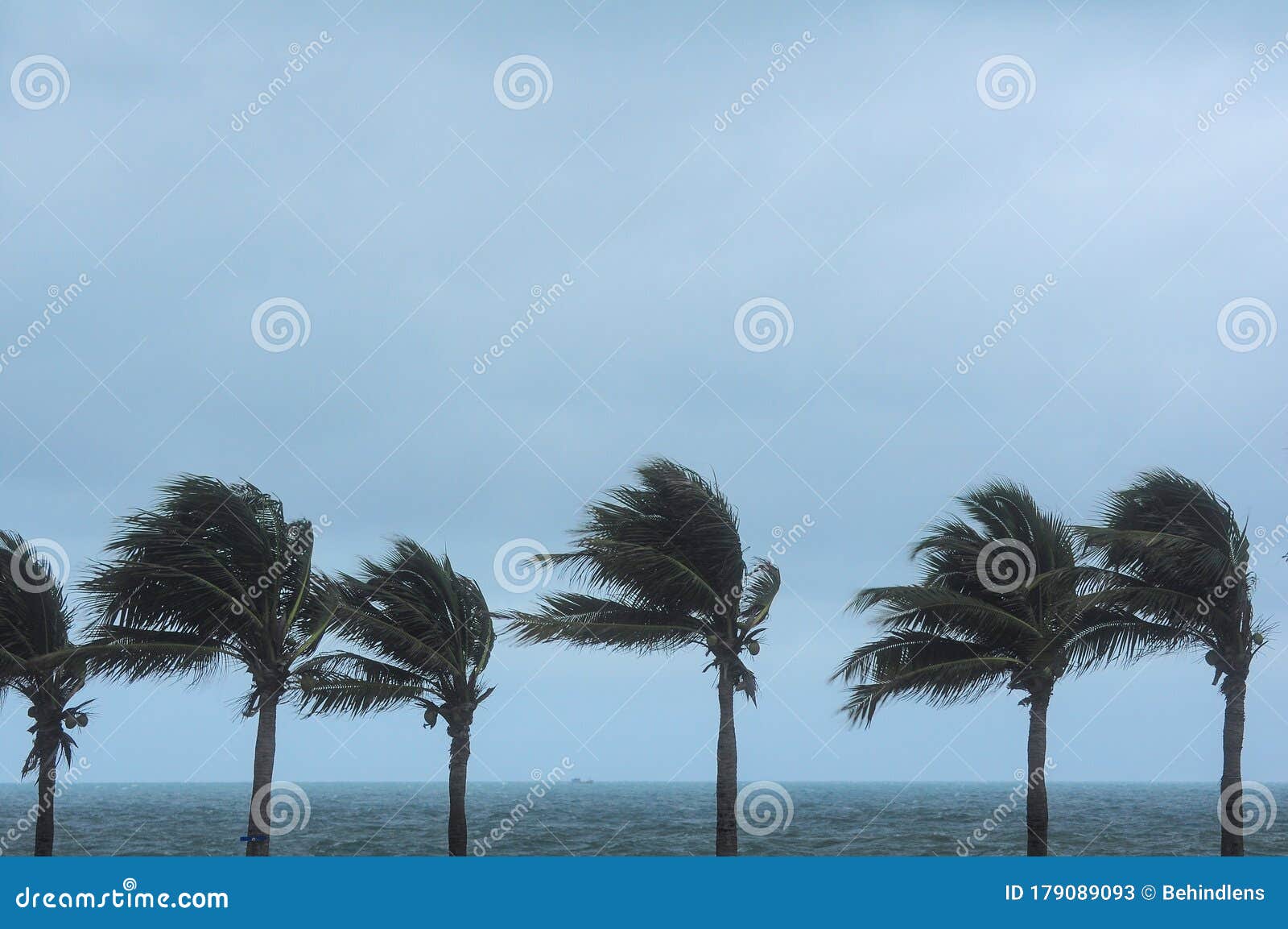 Palm Tree at Hurricane Windstorm. Strong Wind Make Palm Leaf Heavy Blow ...