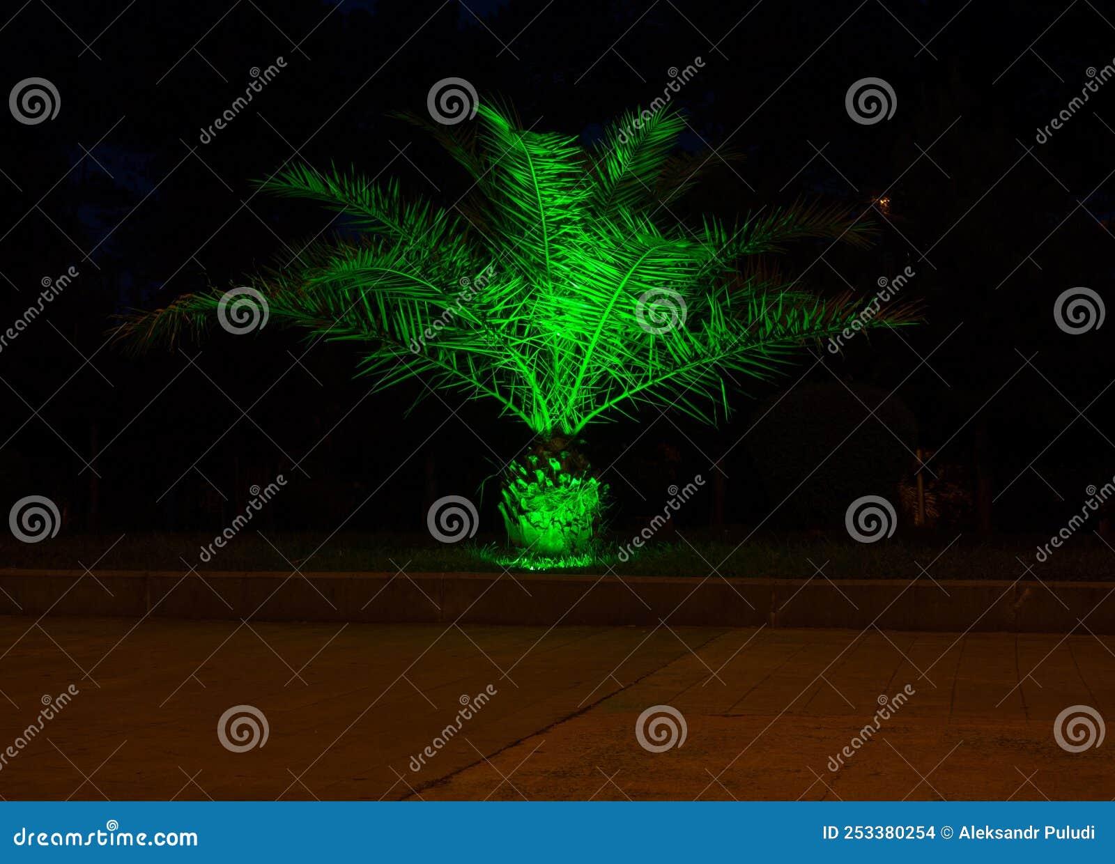 The Palm Tree is Illuminated with Green Light. Park in the Evening ...
