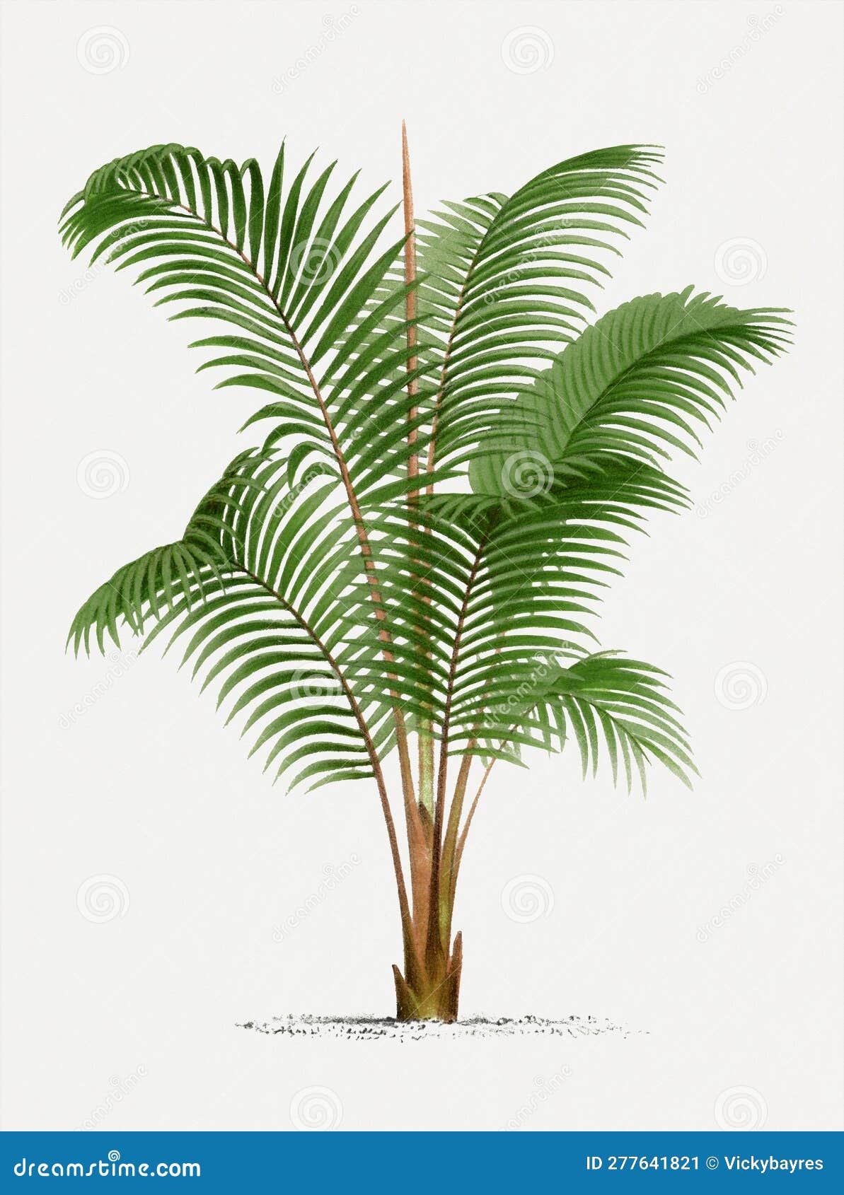 3d Illustration Of Brahea Armata Tree Isolated On White And Its Mask ...