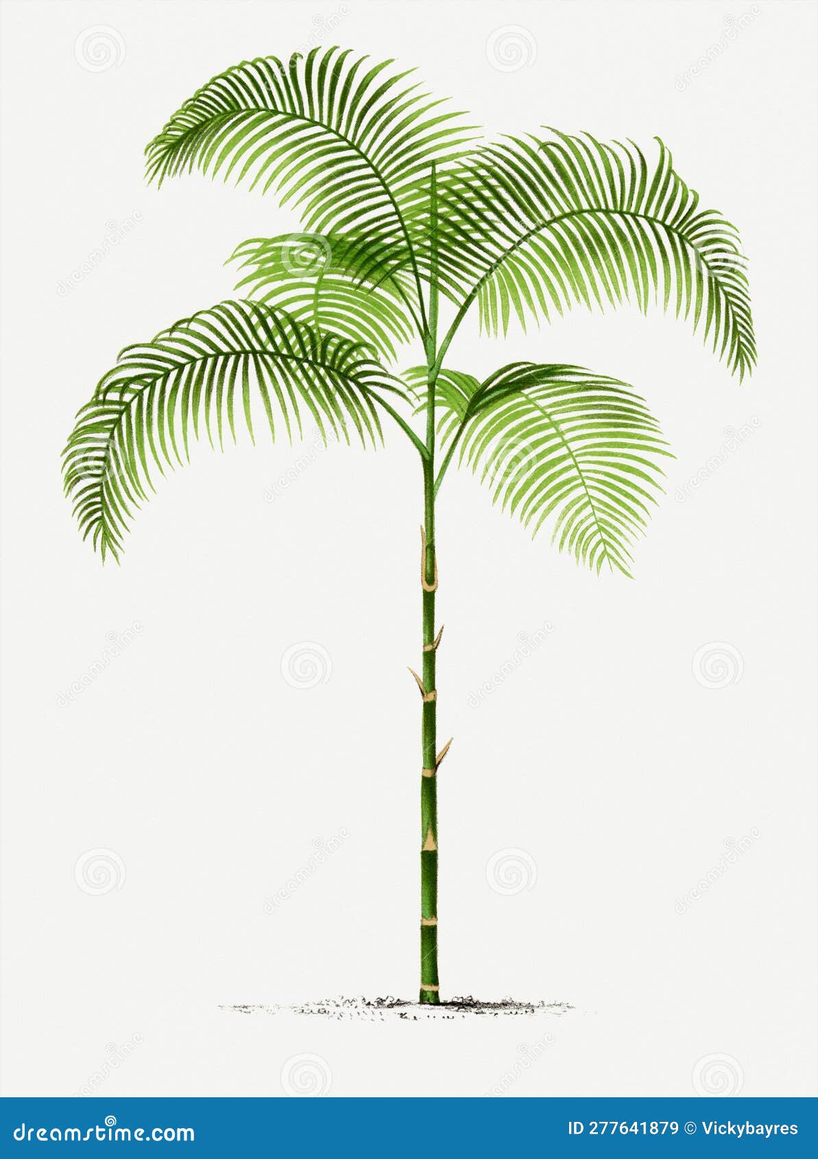 Palm Tree Botanical Illustration. Stock Illustration - Illustration of ...