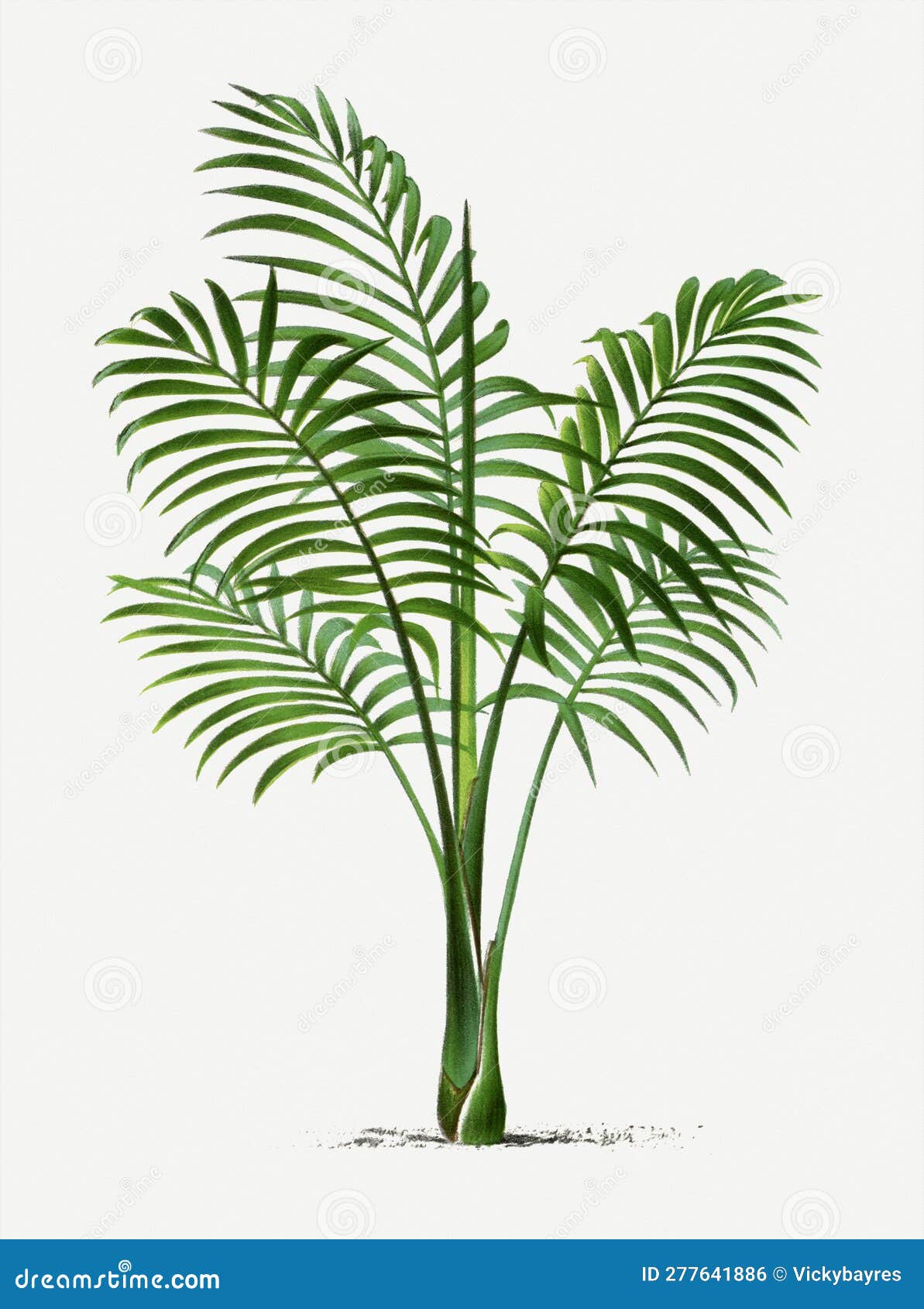 3d Illustration Of Brahea Armata Tree Isolated On White And Its Mask ...