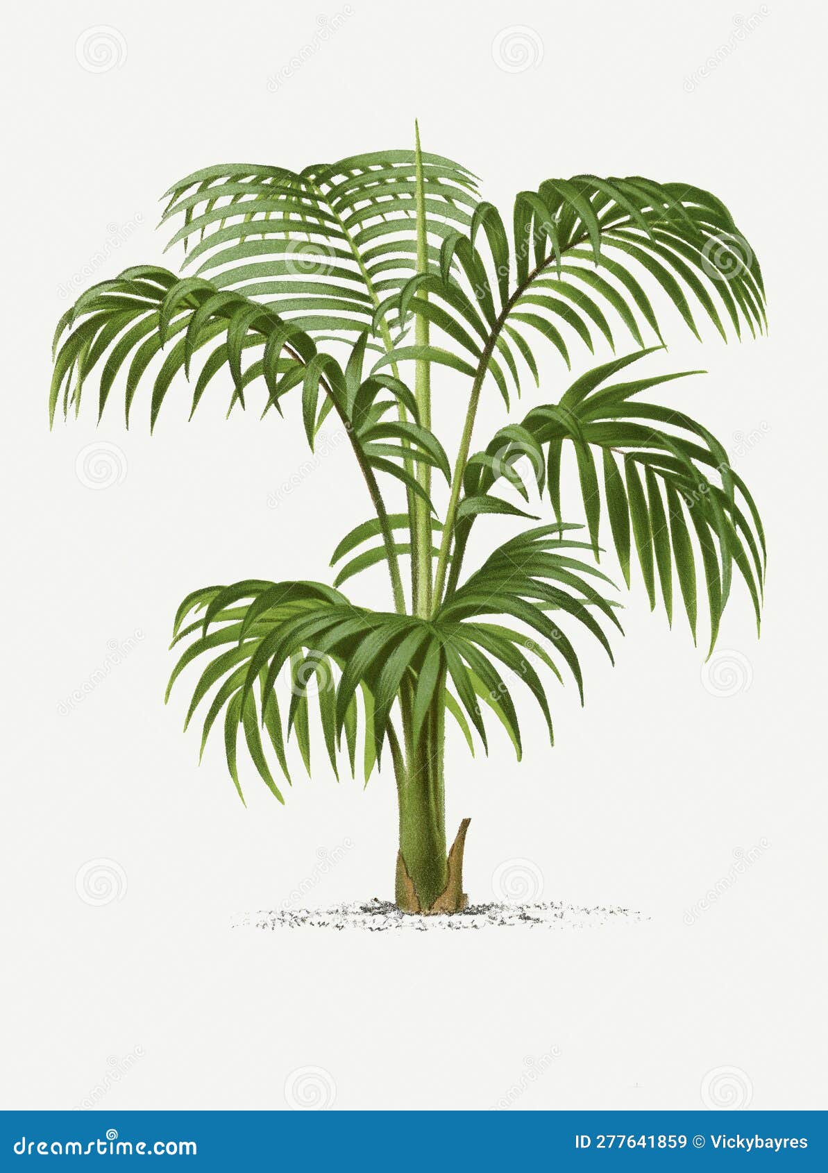 Palm Tree Botanical Illustration. Stock Illustration - Illustration of ...