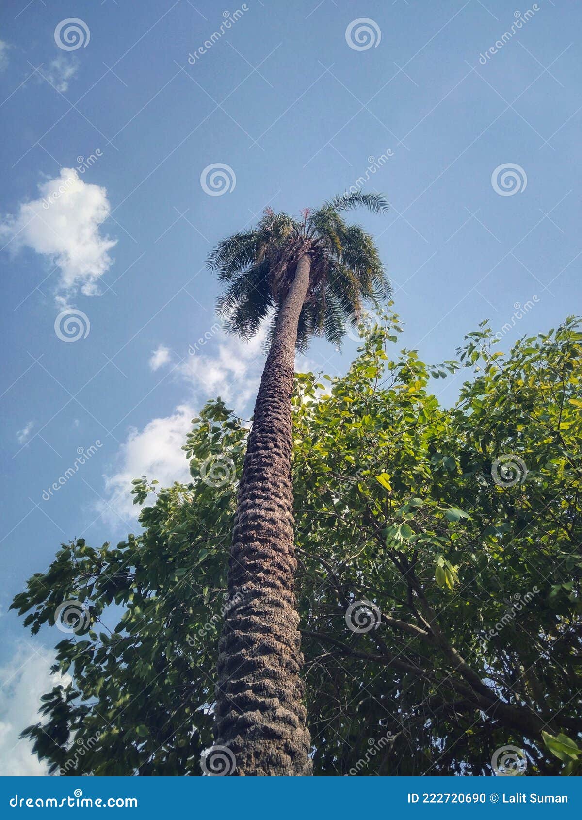 Palm Tree Image, Big Khajur Tree, Sky and Tree Image Stock Photo ...