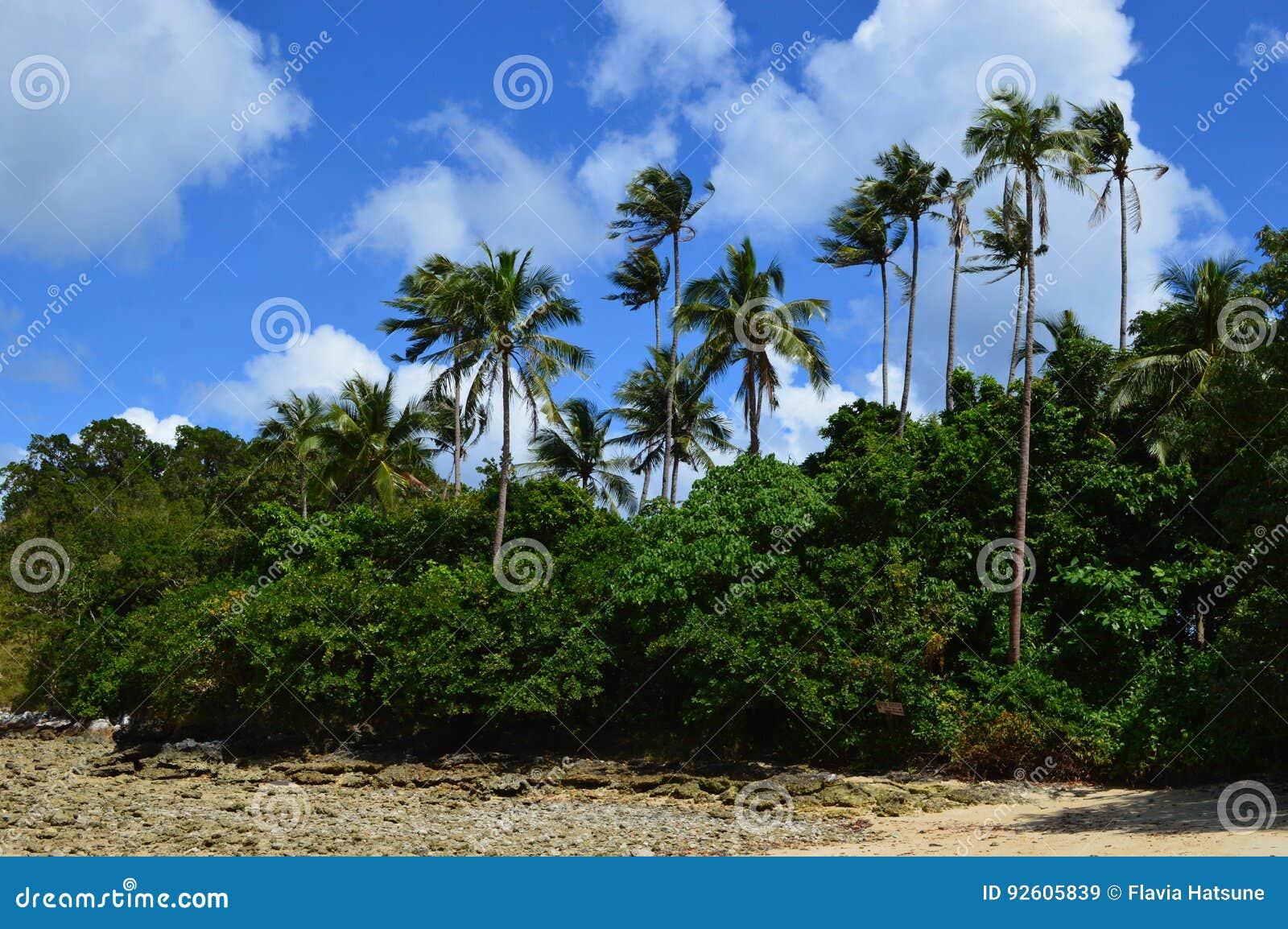 Palm tree stock image. Image of nature, philippines, plant - 92605839