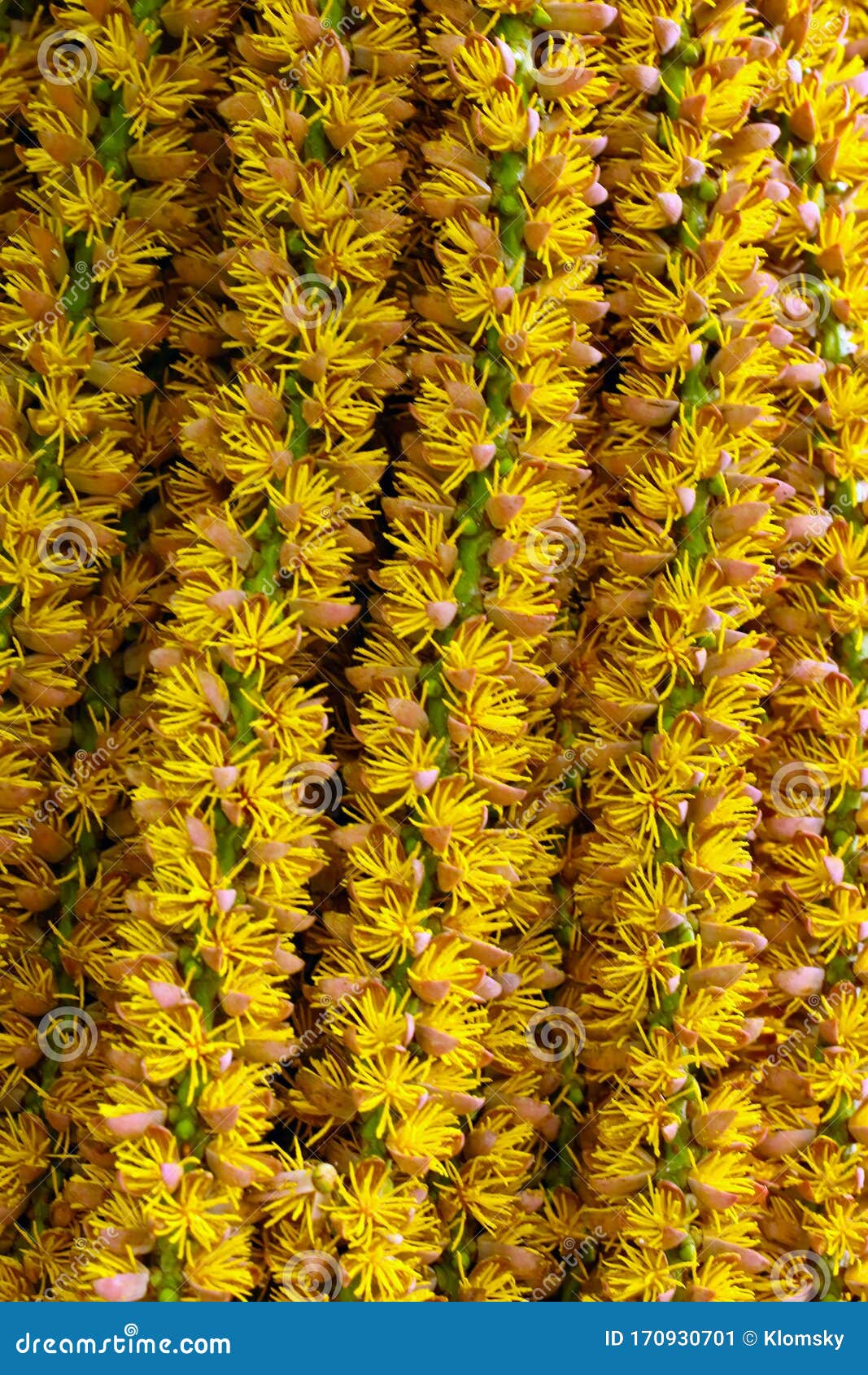 Palm Tree Inflorescence, Structure of Large Palm Tree Flowers Stock ...