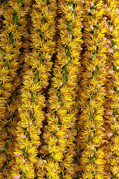 Palm Tree Inflorescence, Structure of Large Palm Tree Flowers Stock ...