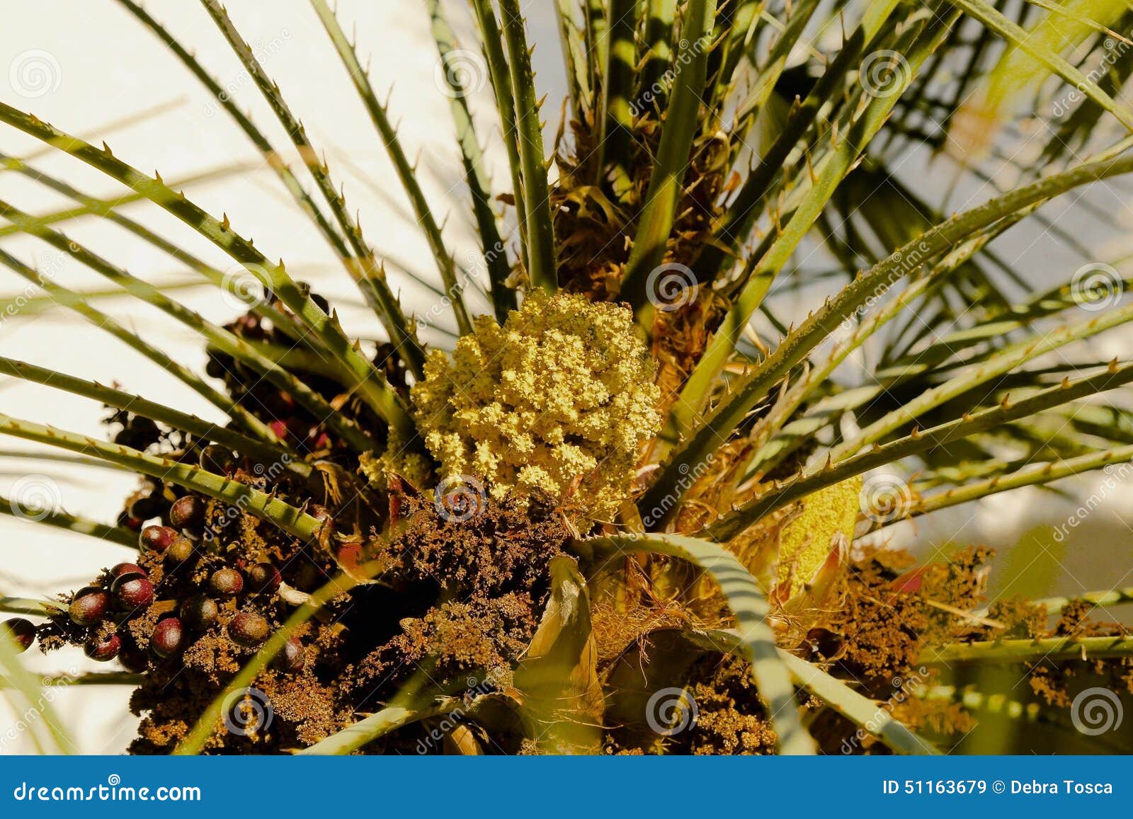 Palm tree stock image. Image of leaves, palmtree, growth - 51163679