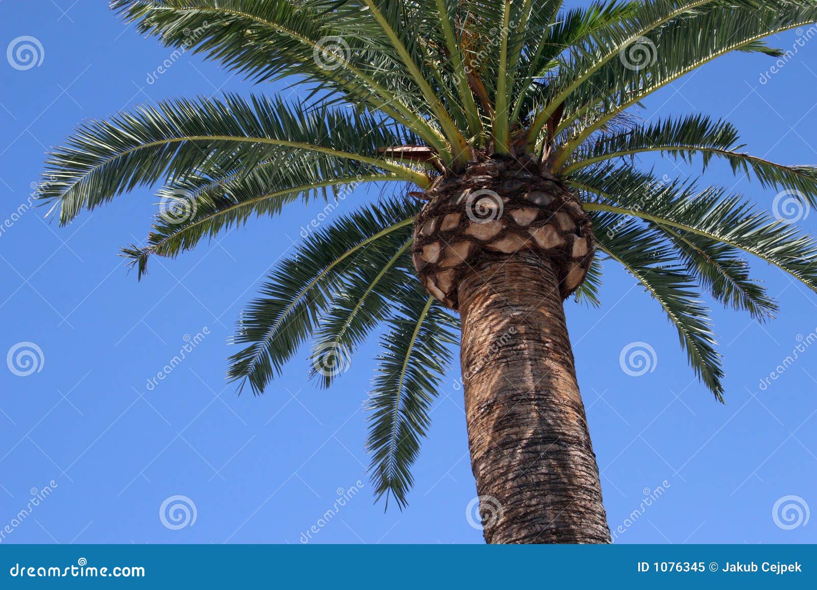 Palm Tree Isolated Picture. Image: 1076345