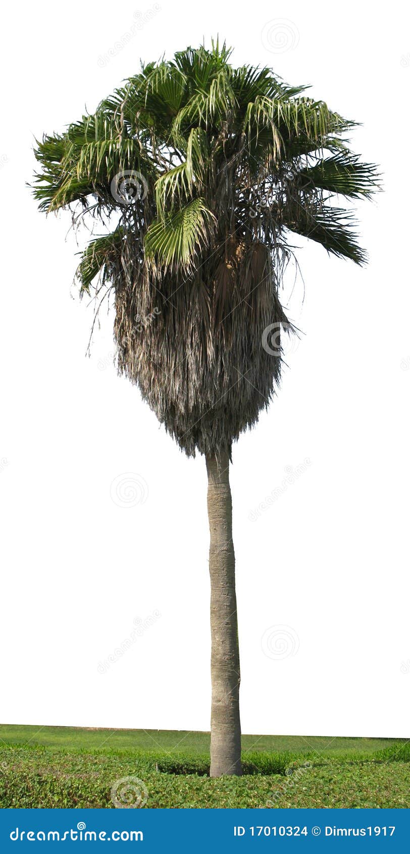 Palm tree isolated stock photo. Image of africa, green - 17010324 Palm tree isolated stock photo. Image of africa, green - 17010324