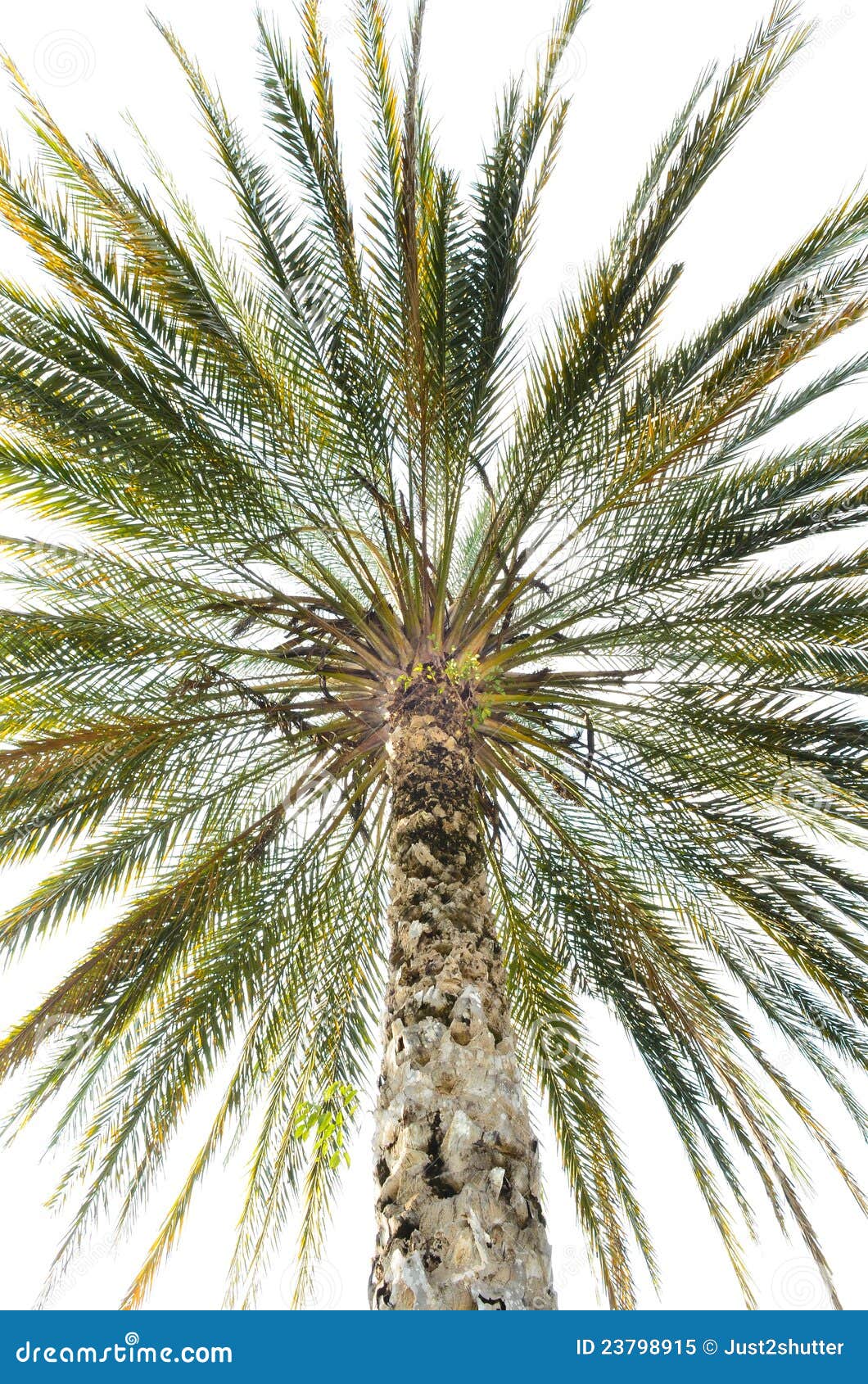 Palm tree isolated stock image. Image of nature, plant - 23798915