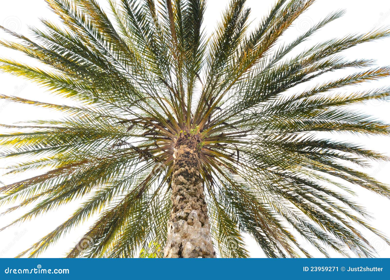 Palm tree isolated stock image. Image of botanic, object - 23959271