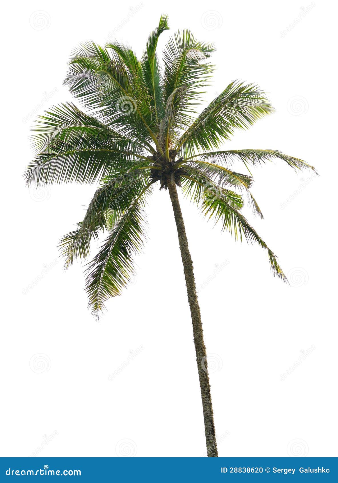 Palm tree isolated stock photo. Image of tree, plants - 28838620 Palm tree isolated stock photo. Image of tree, plants - 28838620