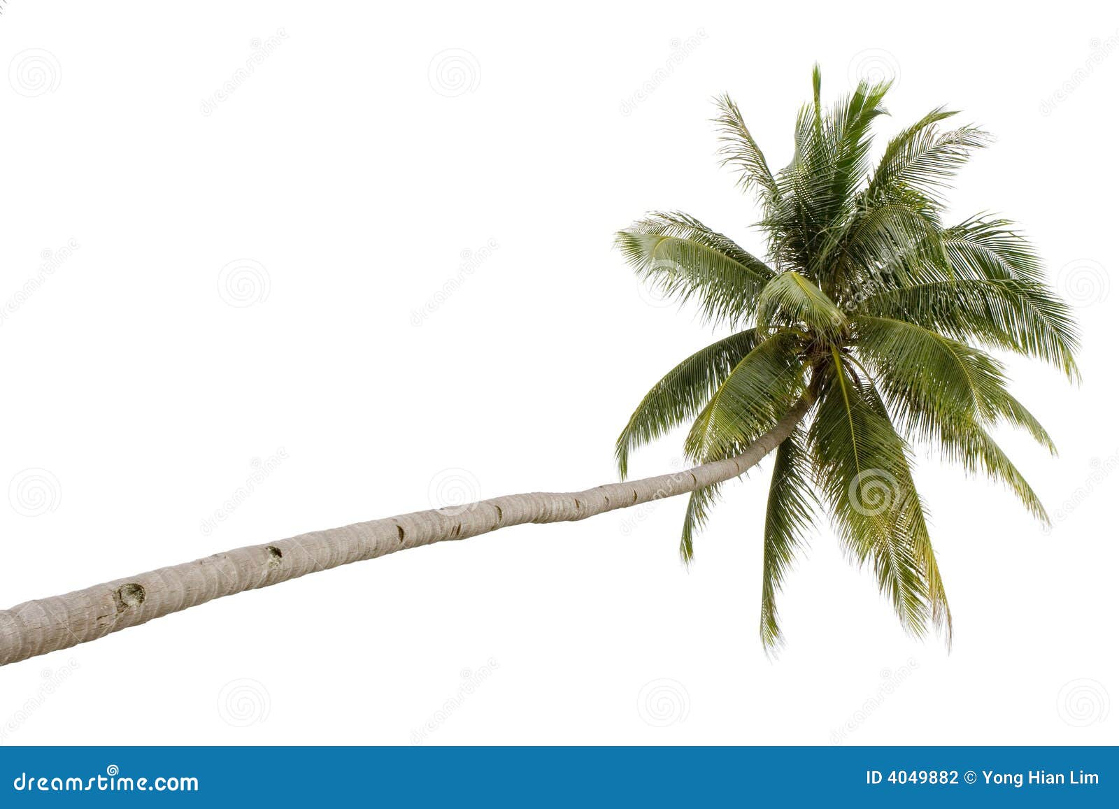 Palm tree isolated stock photo. Image of tree, frond, botanic - 4049882 Palm tree isolated stock photo. Image of tree, frond, botanic - 4049882