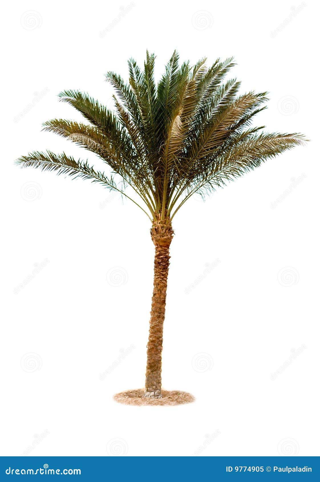 Palm tree isolated stock image. Image of summer, natural - 9774905
