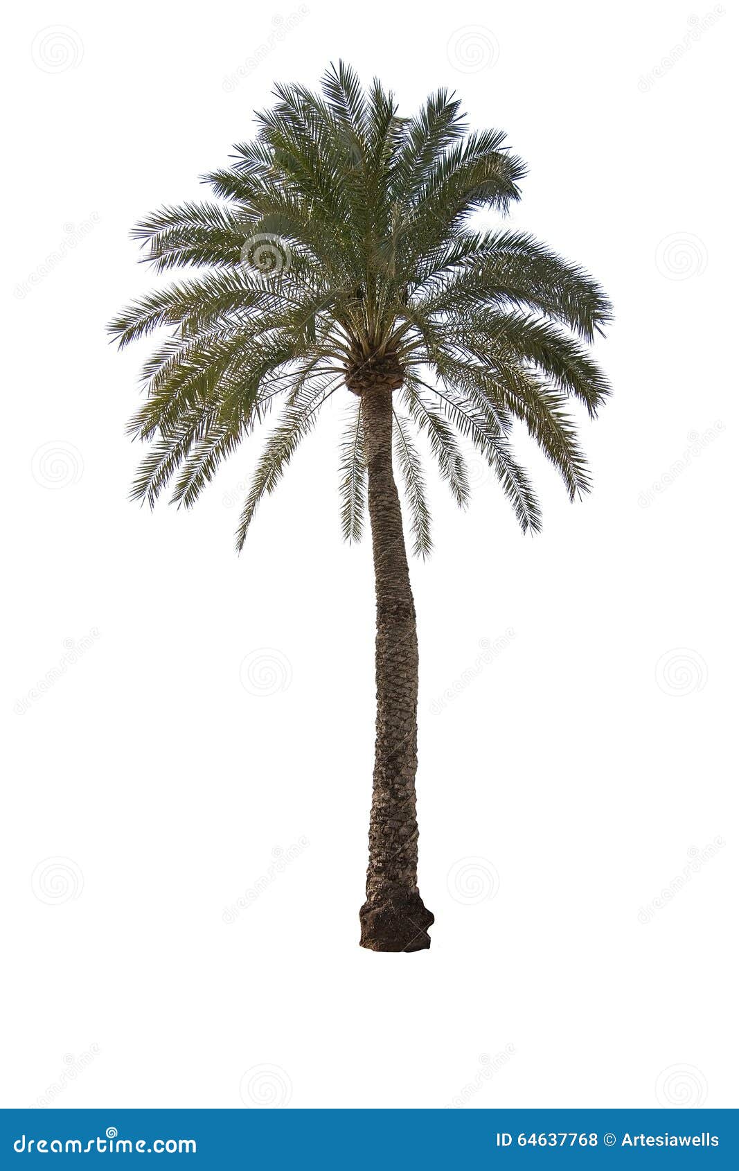 Palm tree isolated stock photo. Image of isolated, organic - 64637768