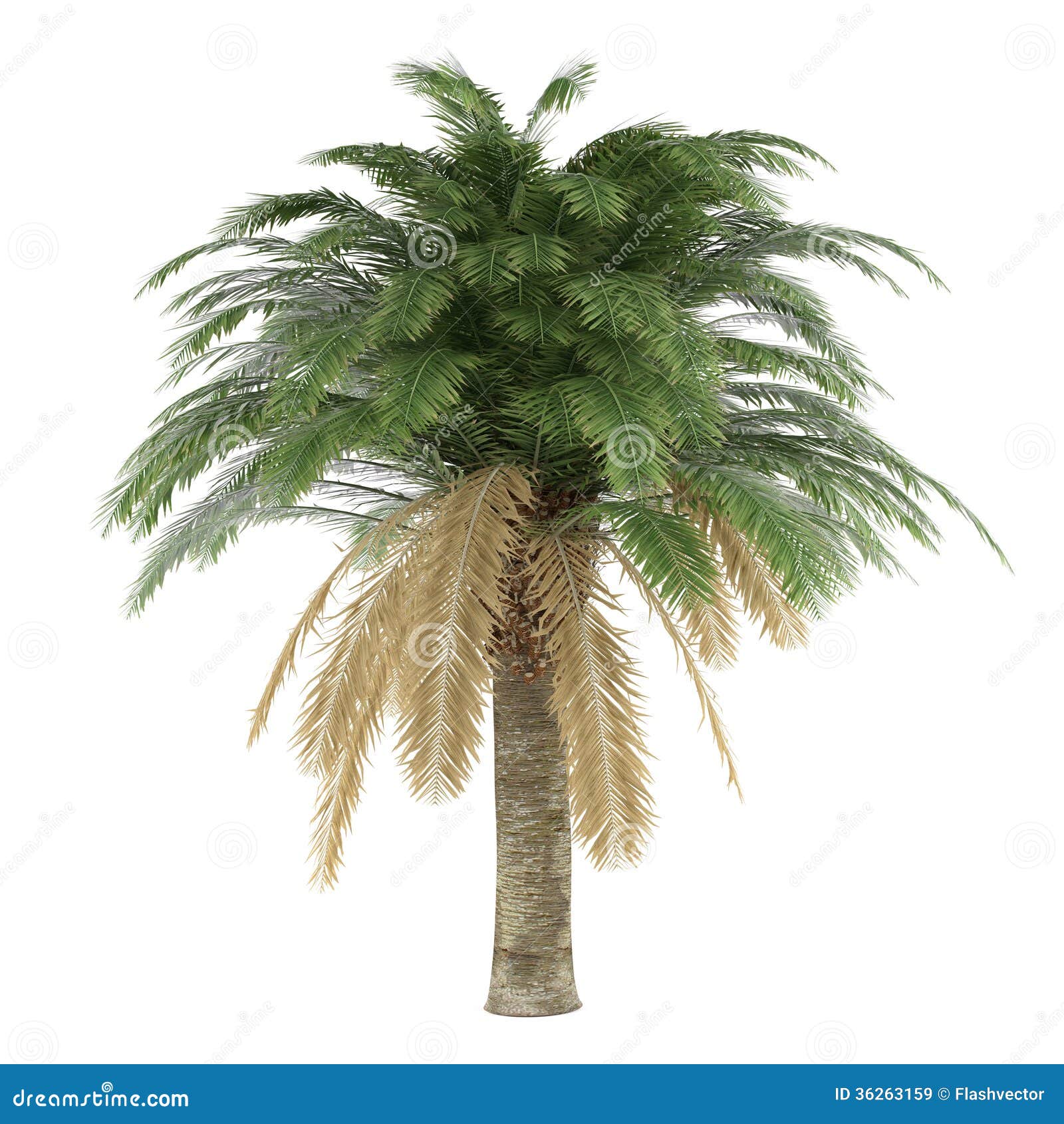 Phoenix Canariensis Palm Home Plant In Pot With Long Leaves Isolated On ...