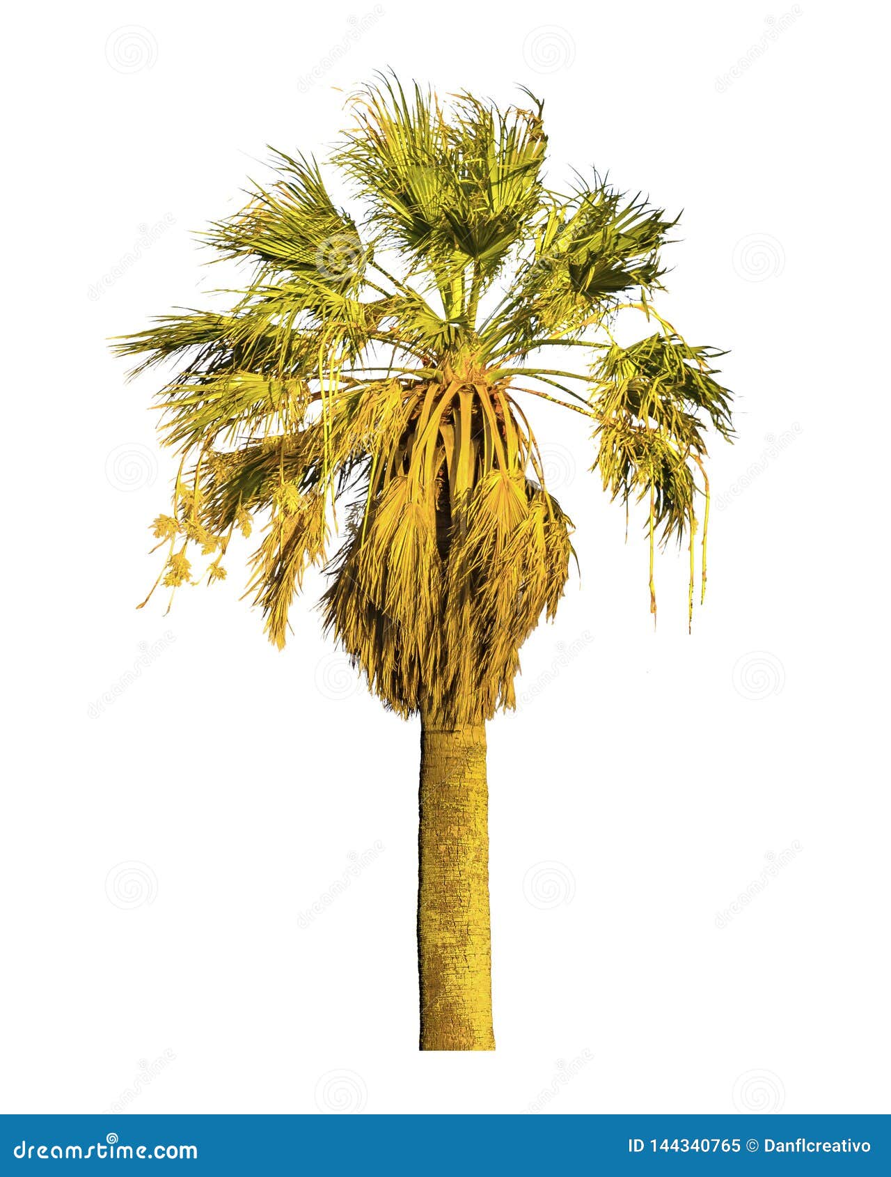 Palm Tree Isolated Photo stock image. Image of botanical - 144340765