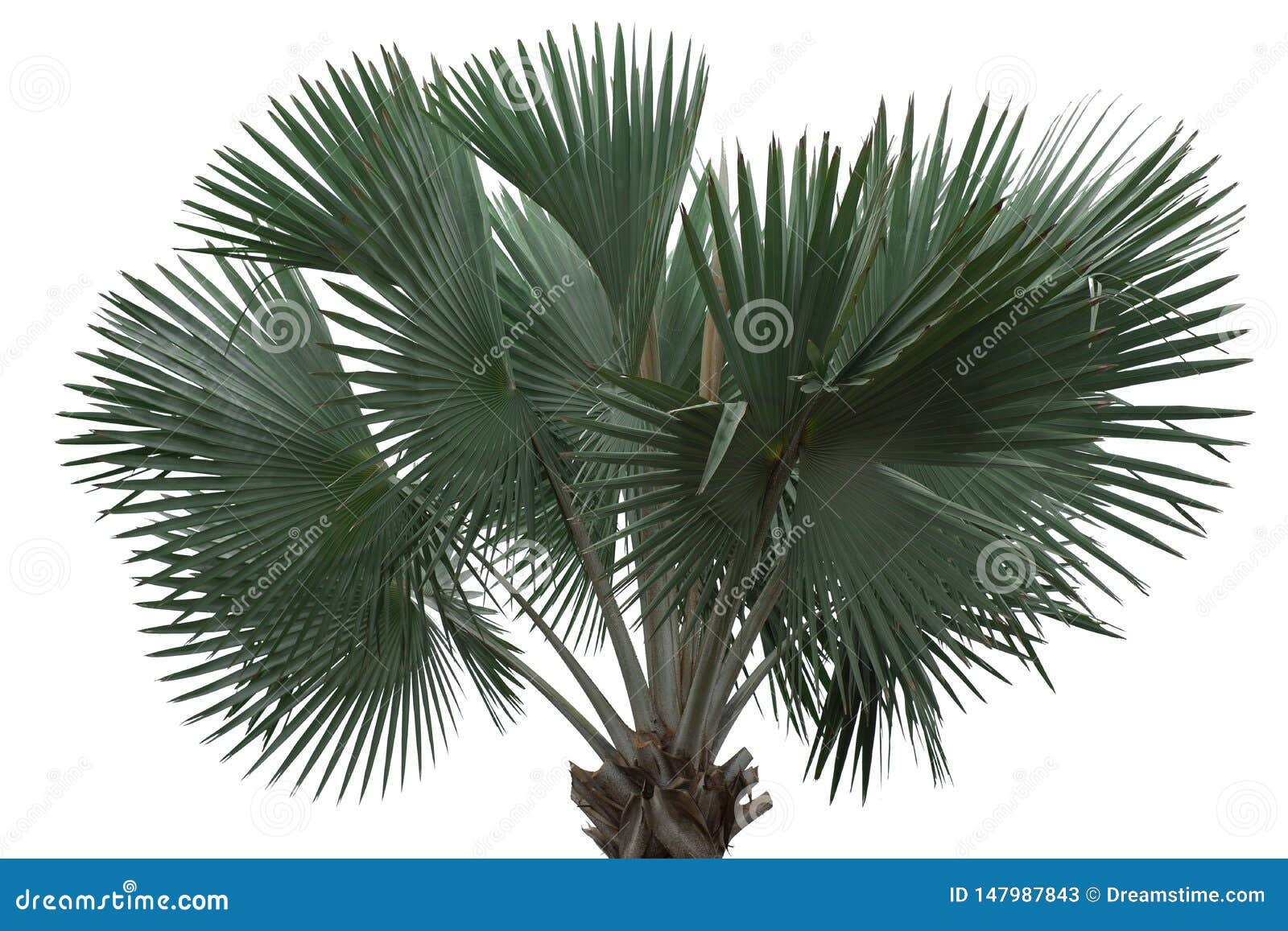 Palm Tree Isolated Stan Alone Stock Image - Image of tree, beautiful ...