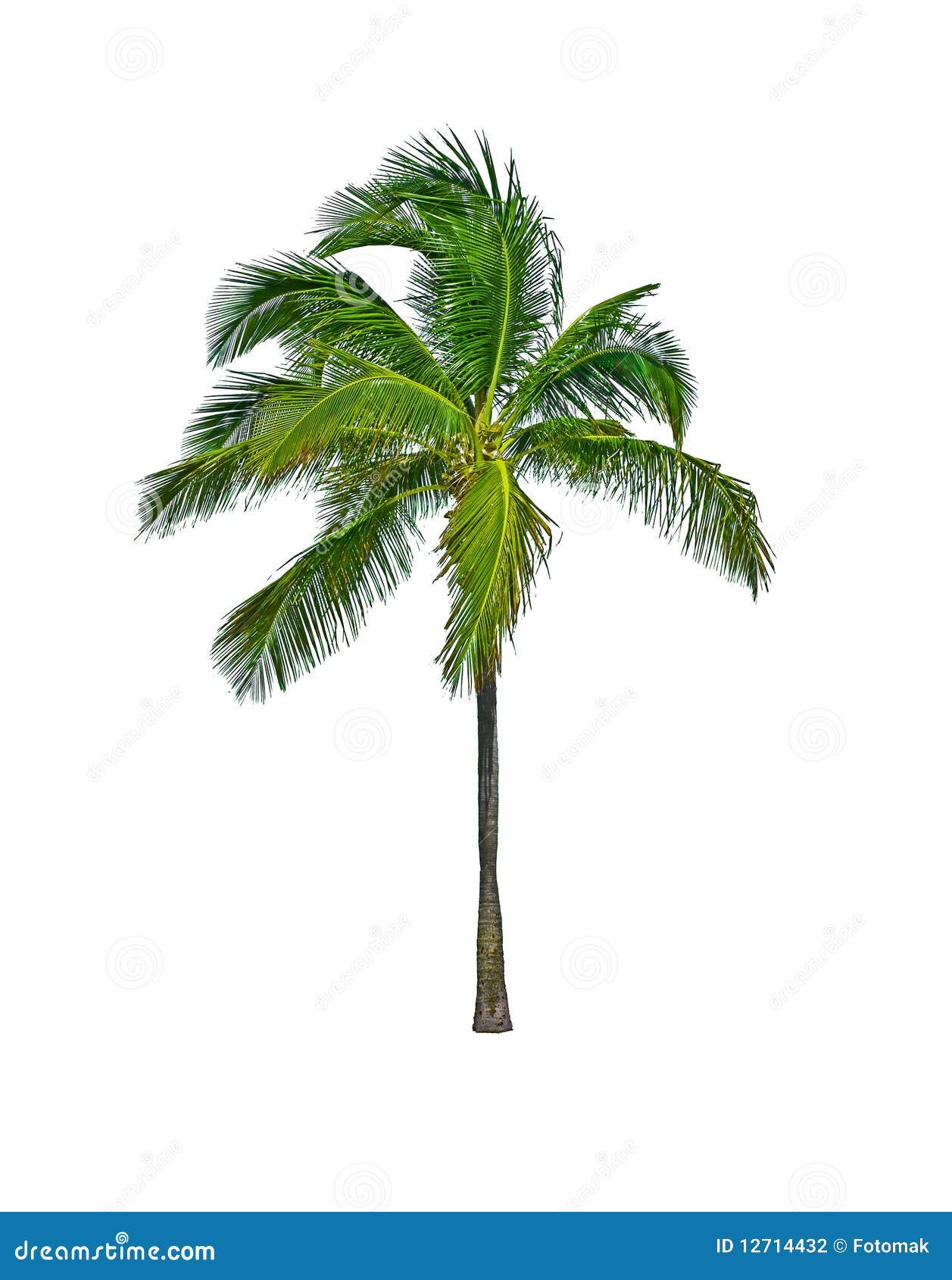 Palm Tree Isolated On White Stock Photo - Image of garden, botany: 12714432