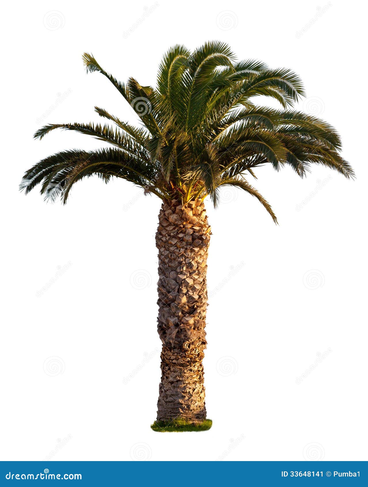 Palm Tree Isolated on White Stock Image - Image of botanic, isolated ...