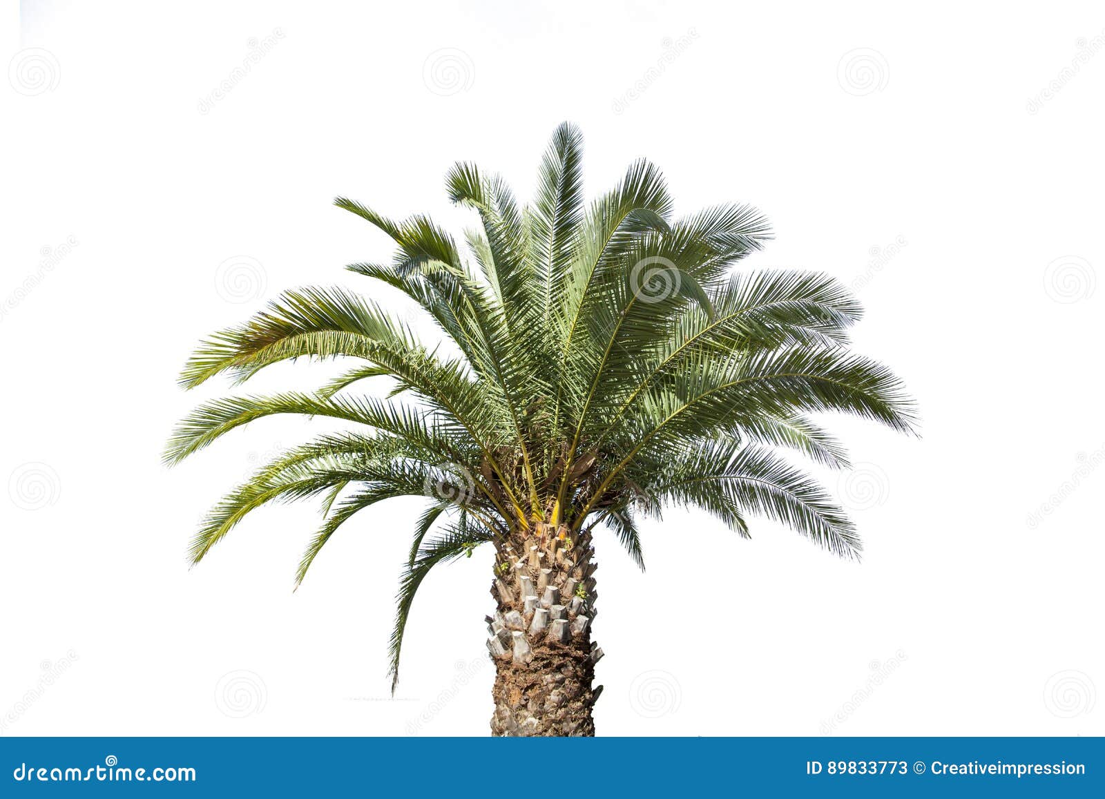 Palm tree isolated stock image. Image of leaf, white - 89833773